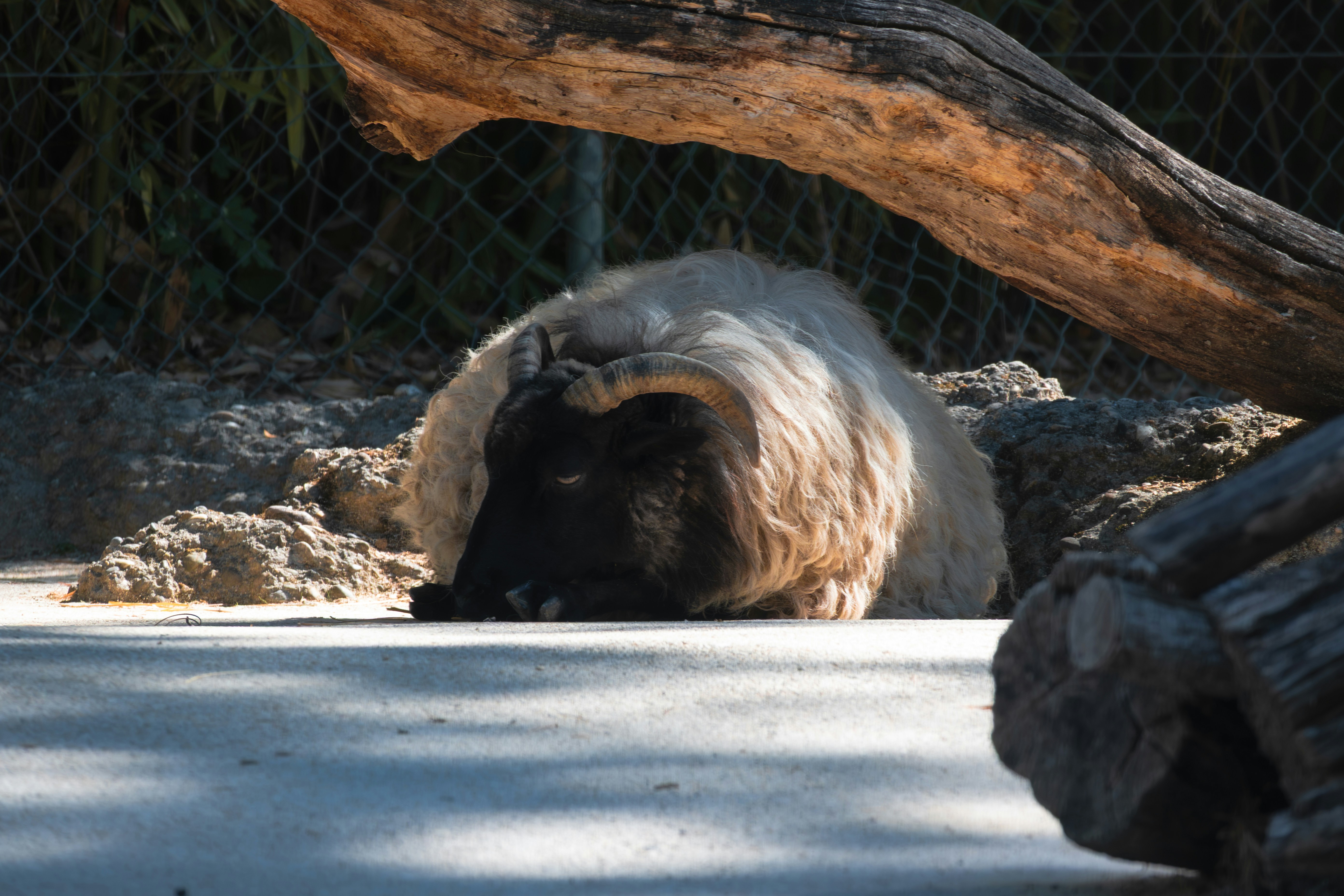 Shaded Slumber: A Scruffy Fawn-Caped Pup Resting Under a Log