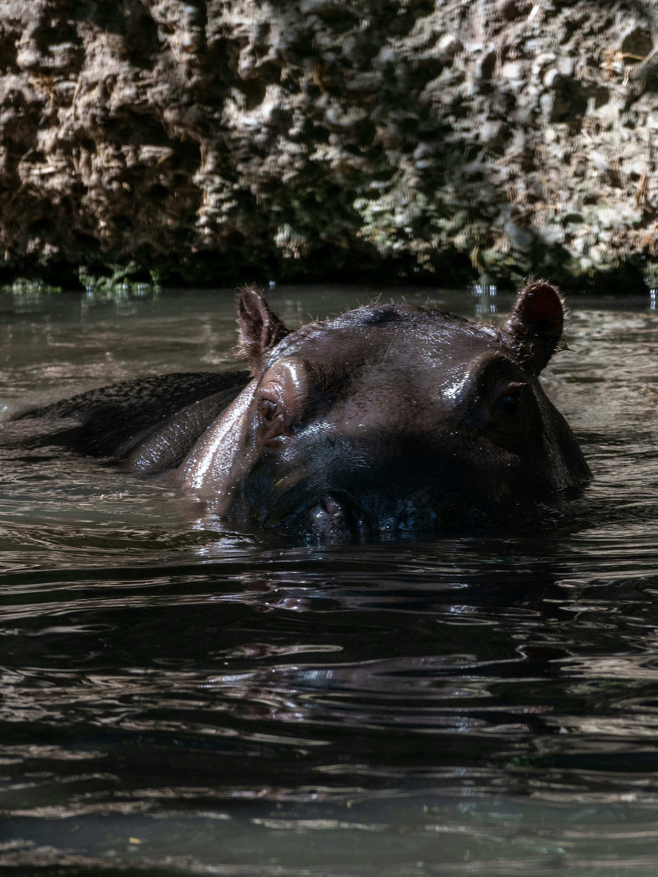 A Hippo's Quiet Emergence: Midnight Sentinel in Dark Waters