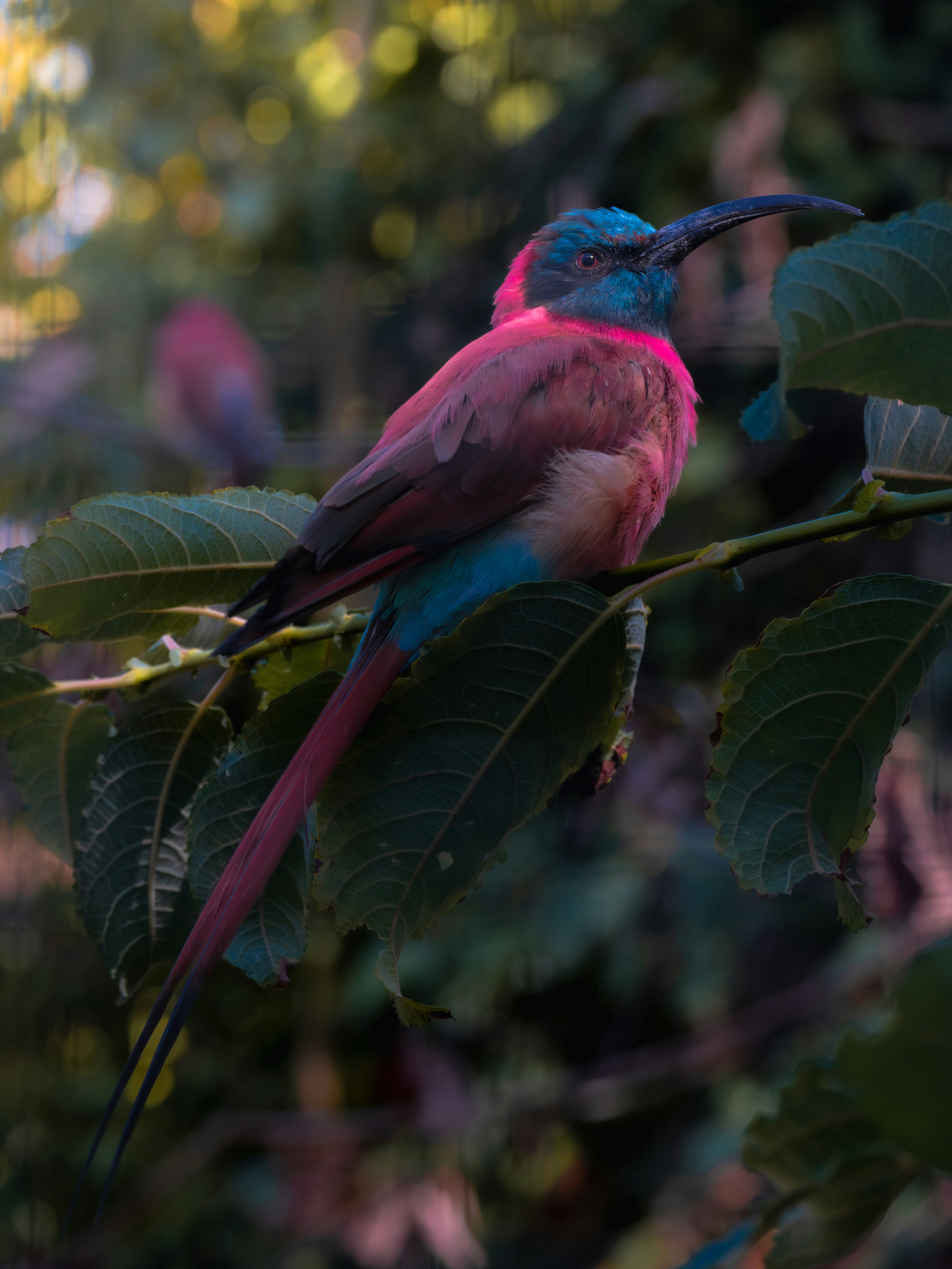 Scarlet Crown in Green: A Long-tailed Kingfisher in Dappled Light