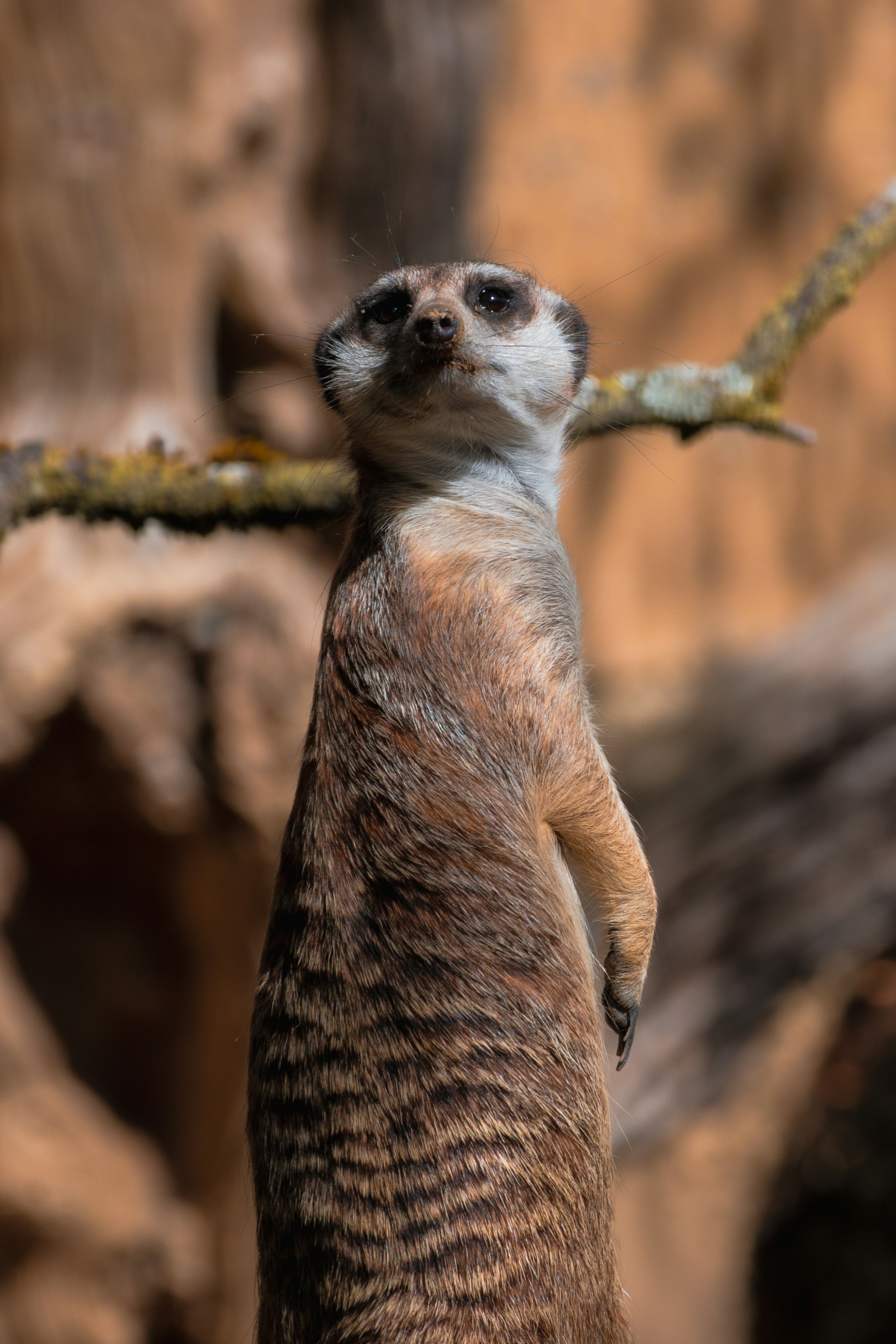 Meerkat stands upright on its hind legs, head tilted slightly upward, with a blurred rocky background and a twig in the foreground. A close-up of the animal emphasizes texture and posture.