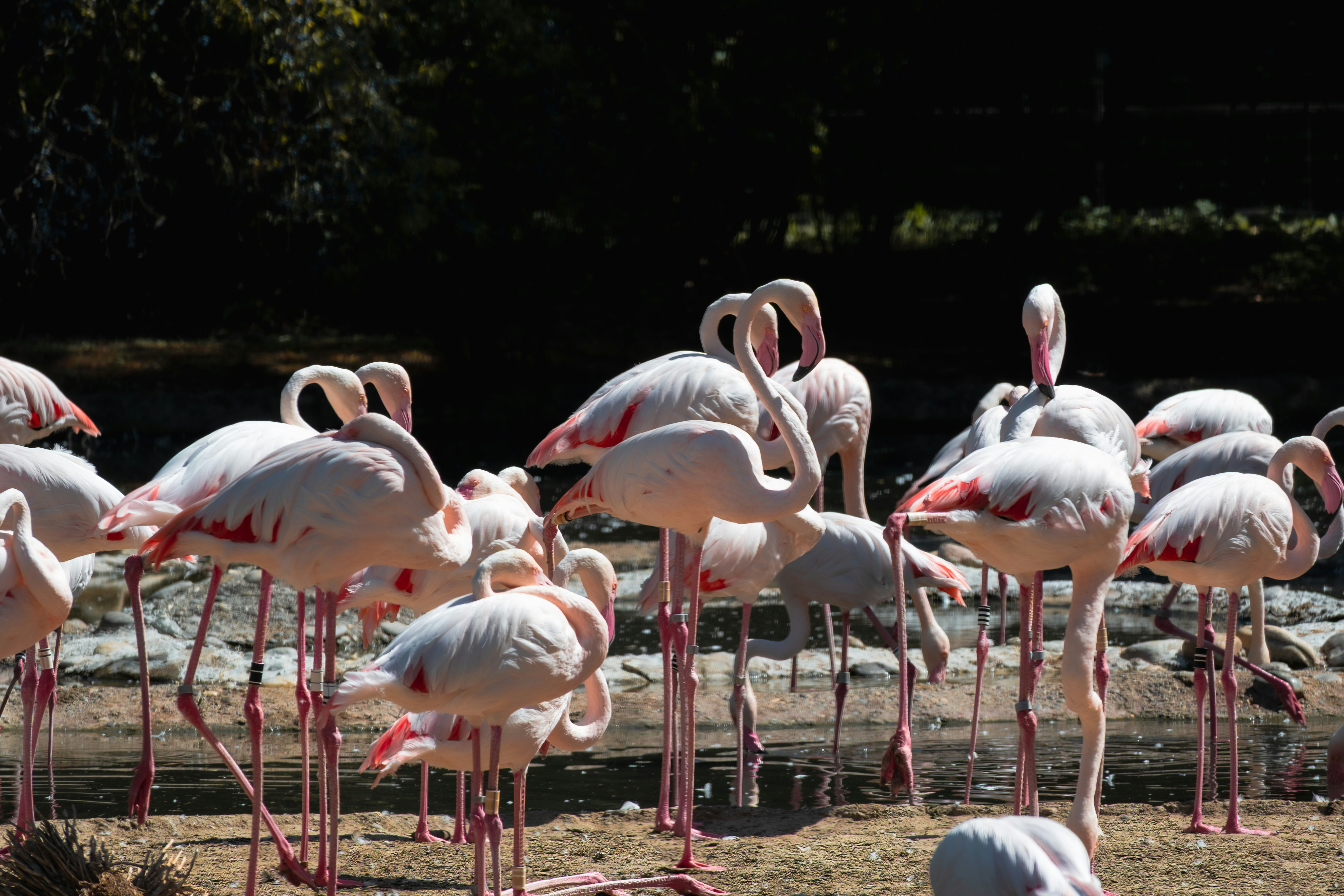 Group of pink flamingos standing along a shaded shoreline with still water and dappled light.
