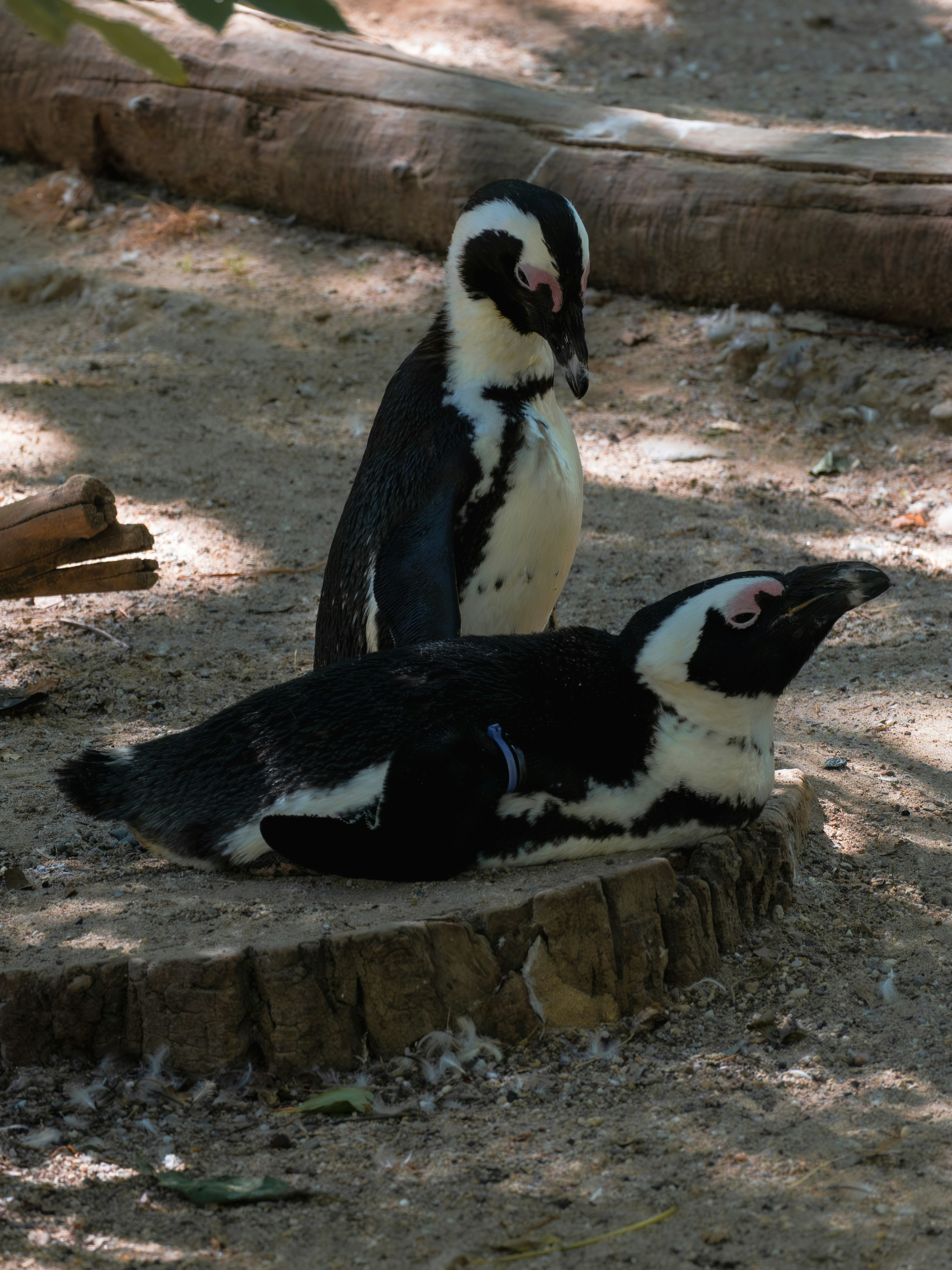 Two Penguins at Rest: Gentle Drama in Dappled Light