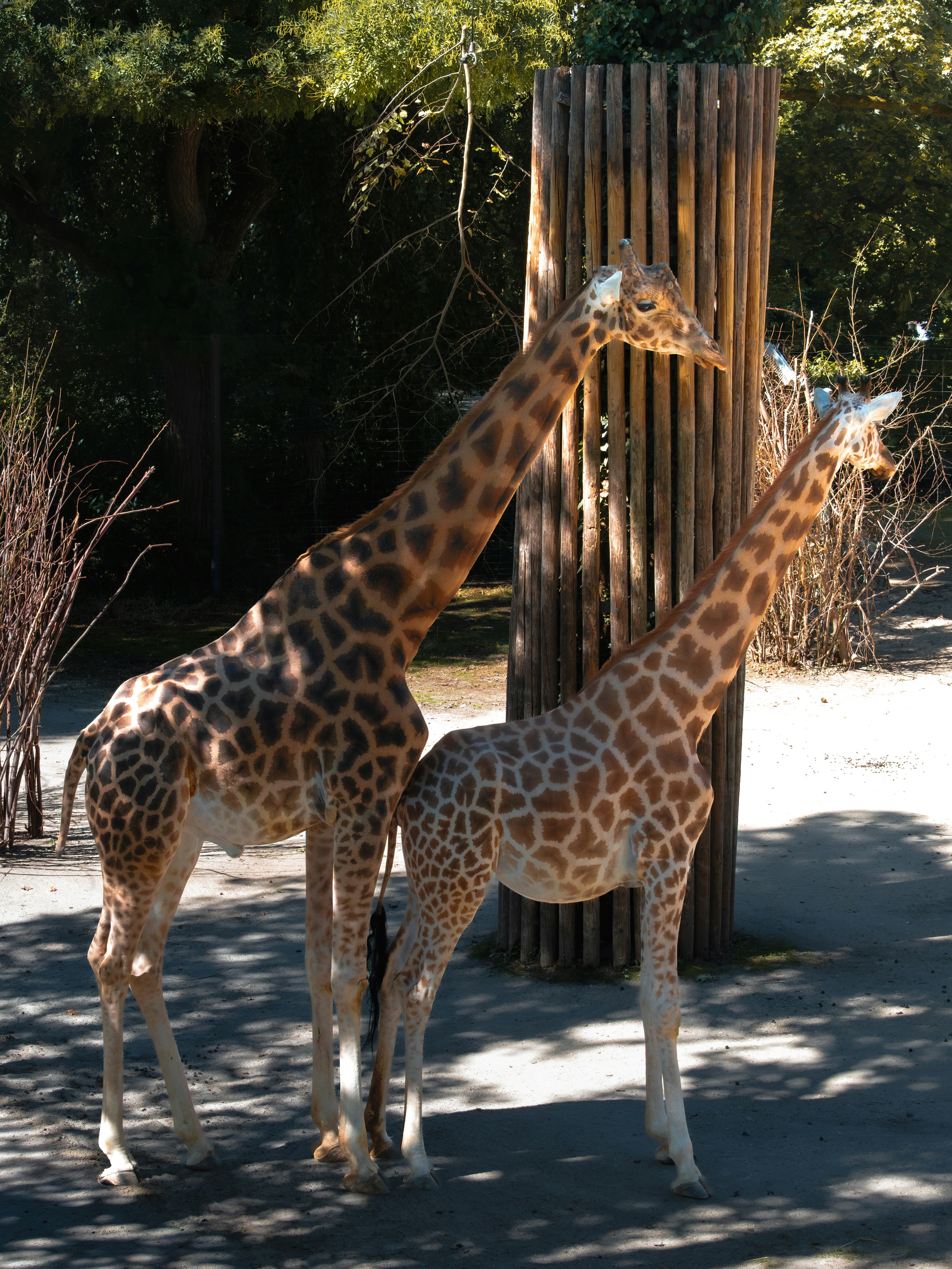 Two Giraffes Serenade a Sunlit Enclosure