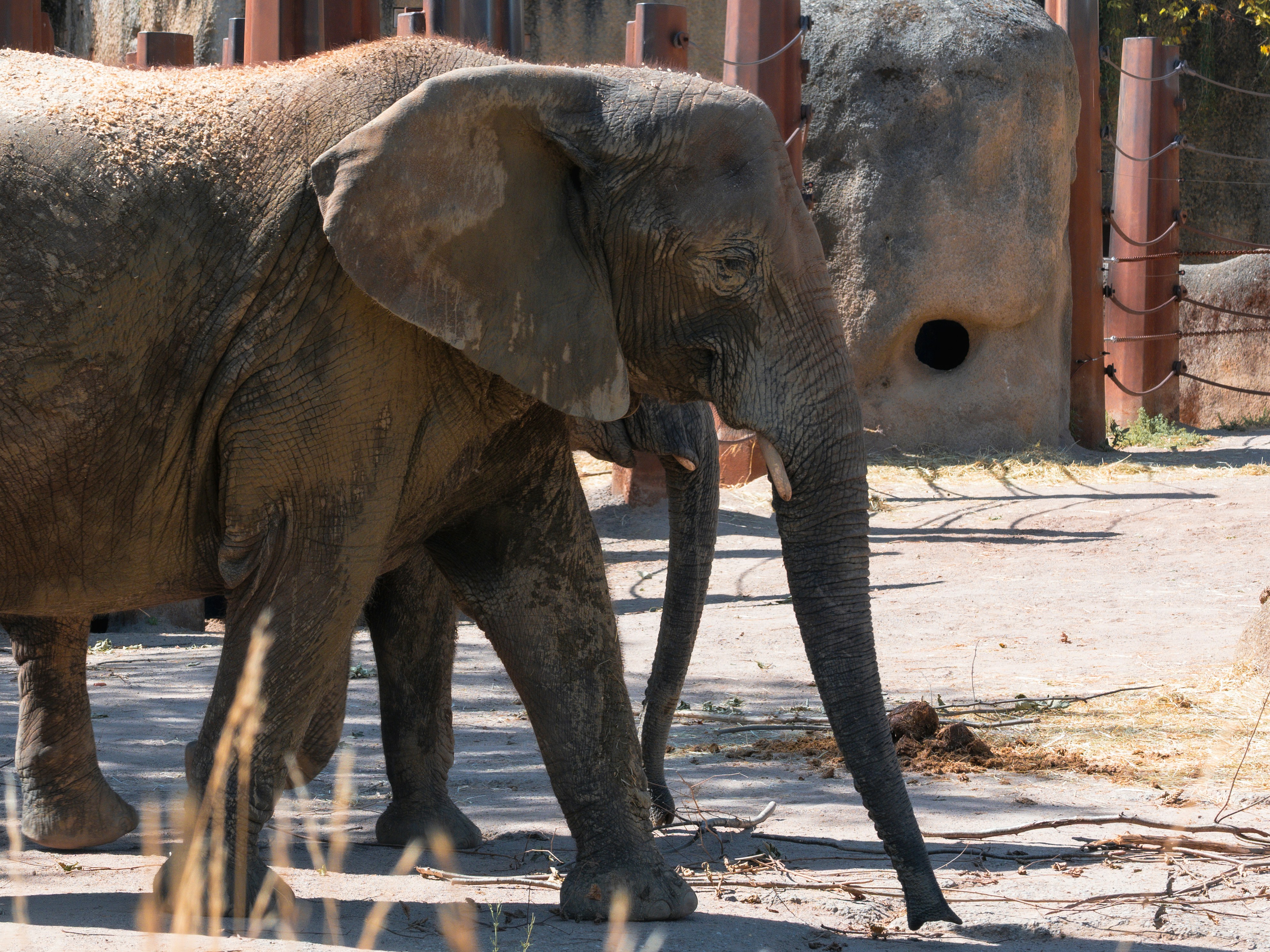 Dusty Giant: An Elephant Stands Quietly by the Enclosure Wall