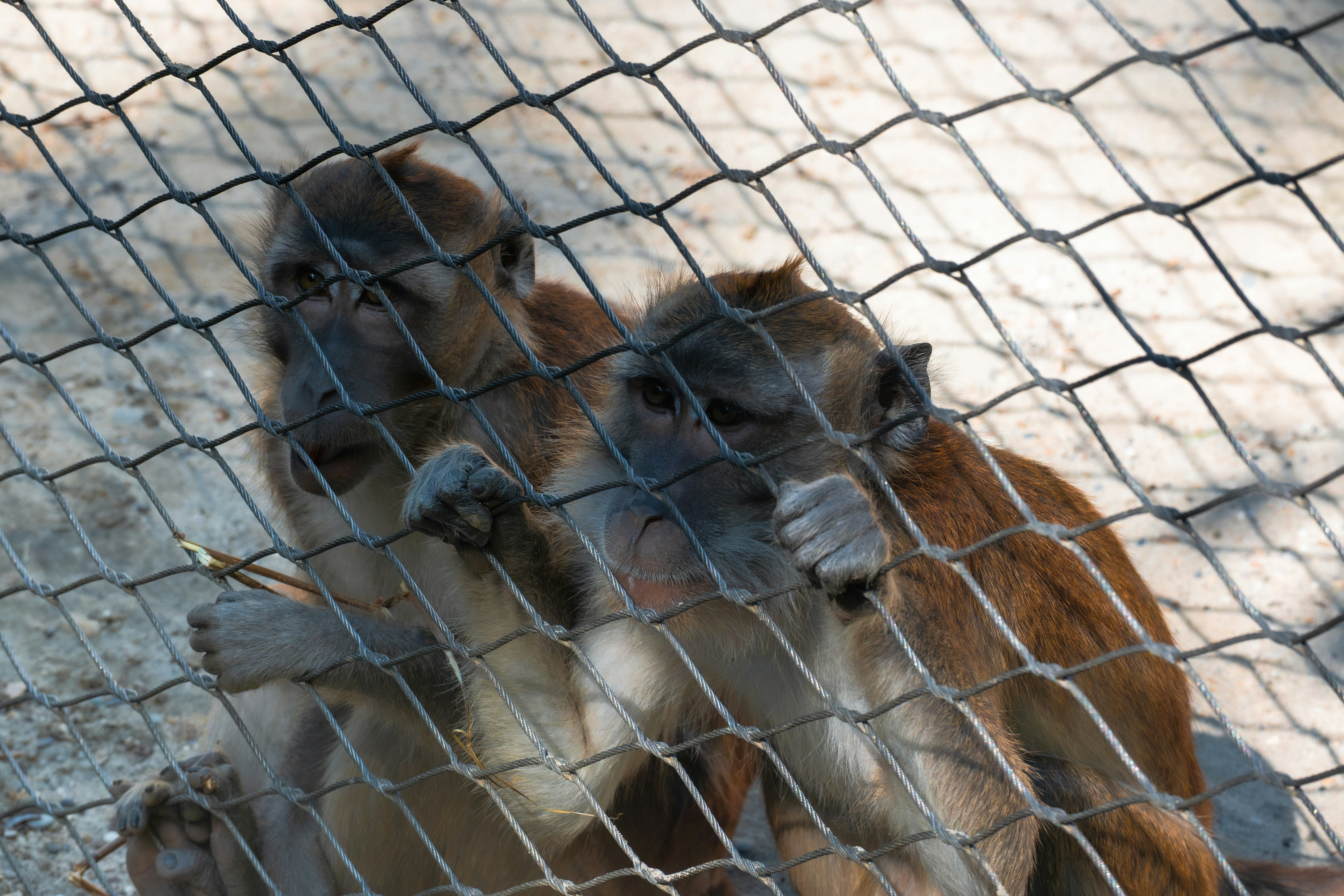 Two Curious Capuchins Peering Through a Fence