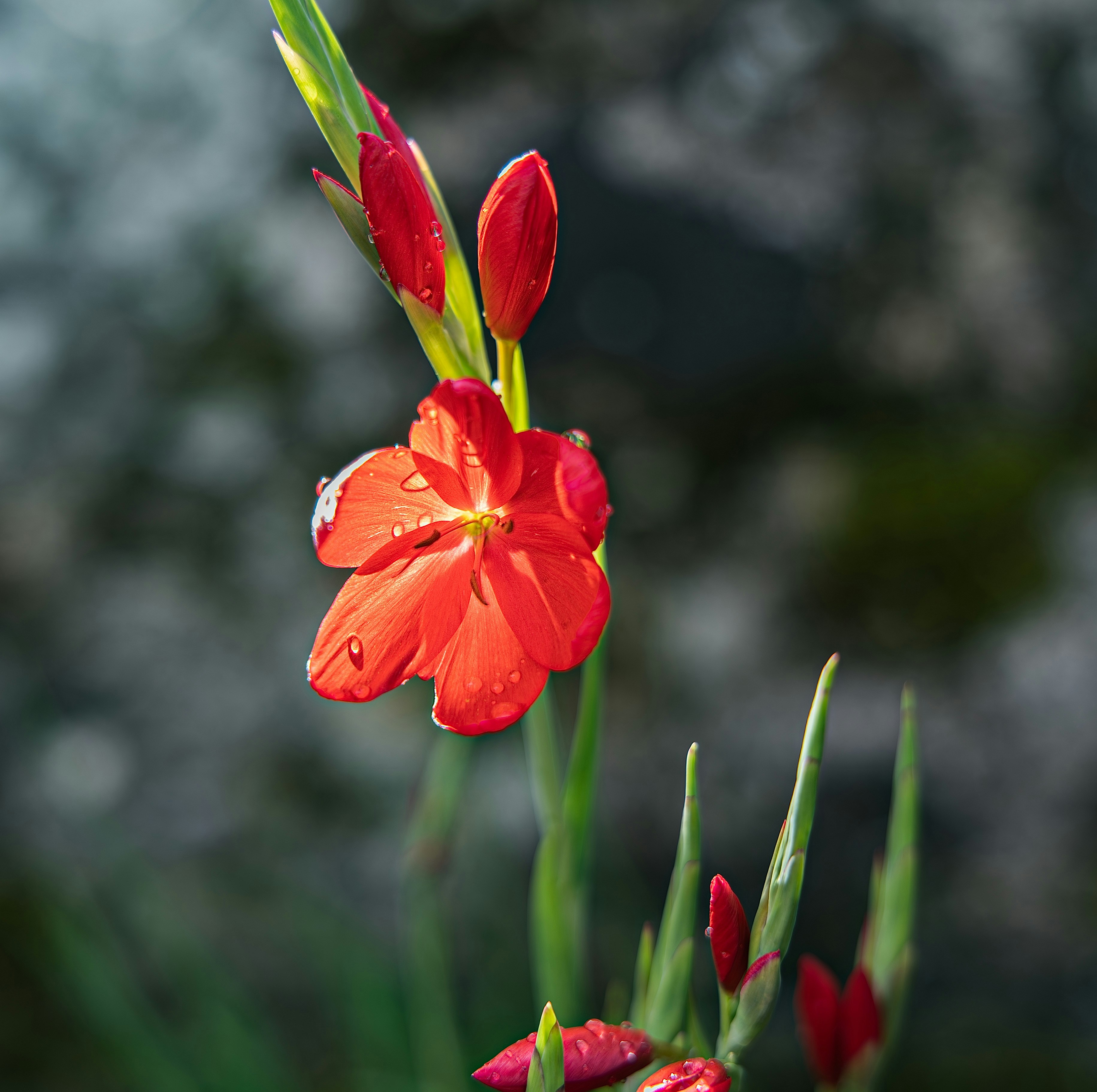 Crimson Gladiolus in Focus: A Close-Up of Spring’s Fiery Bloom