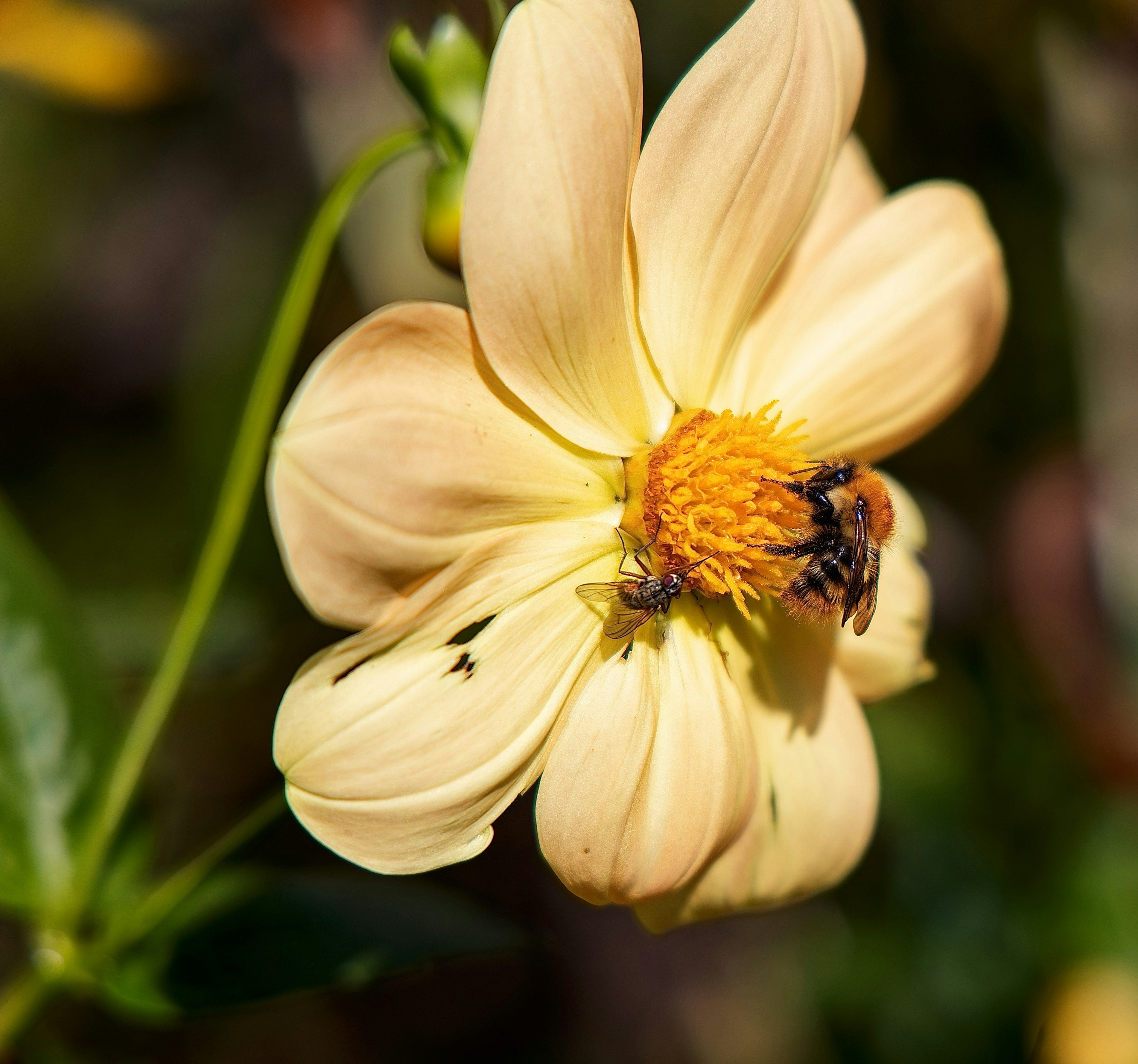 Bee at the Center: A Cream Petal Bloom Under Soft Sun