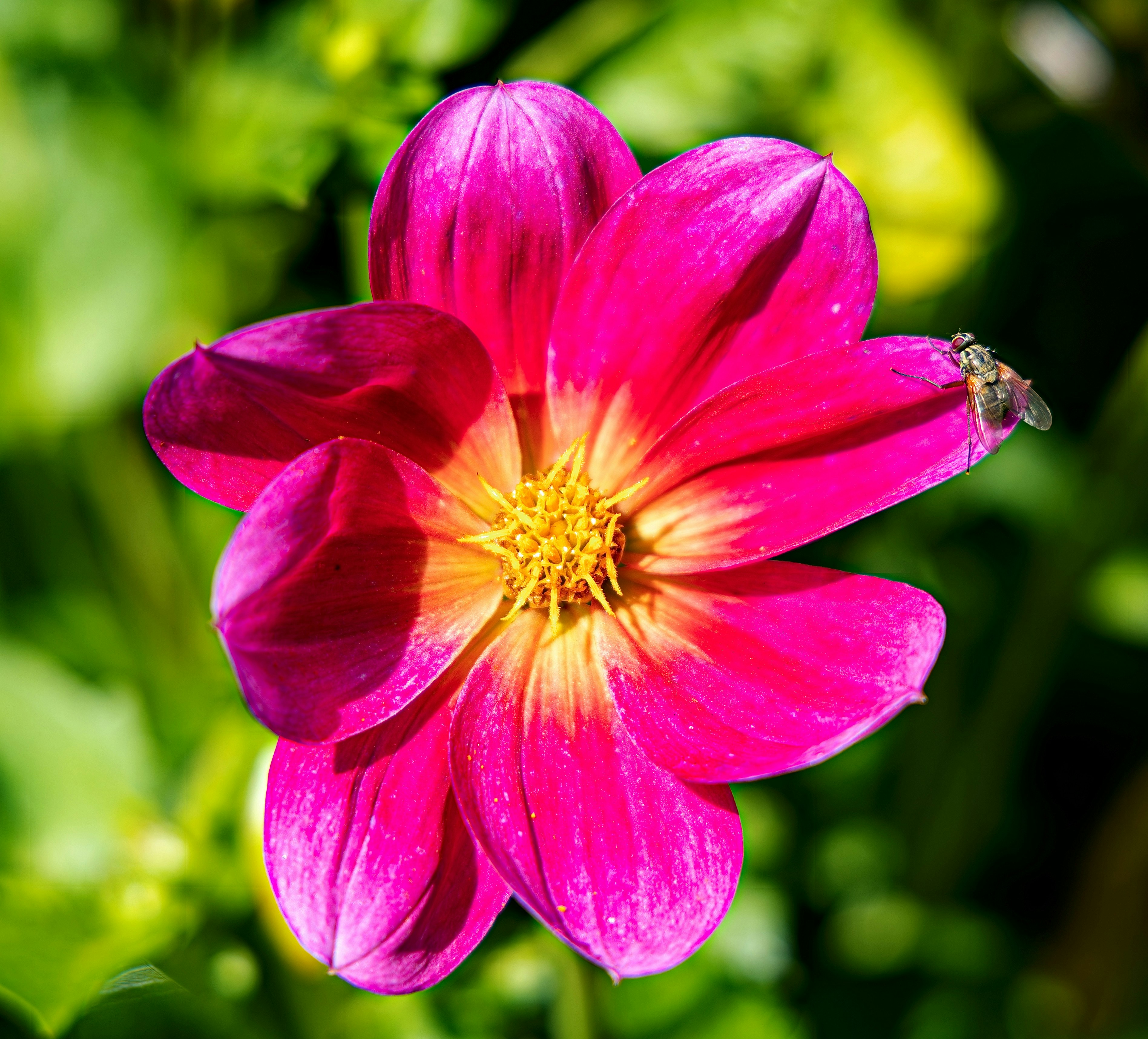 Radiant Pink Bloom with Hovering Visitor