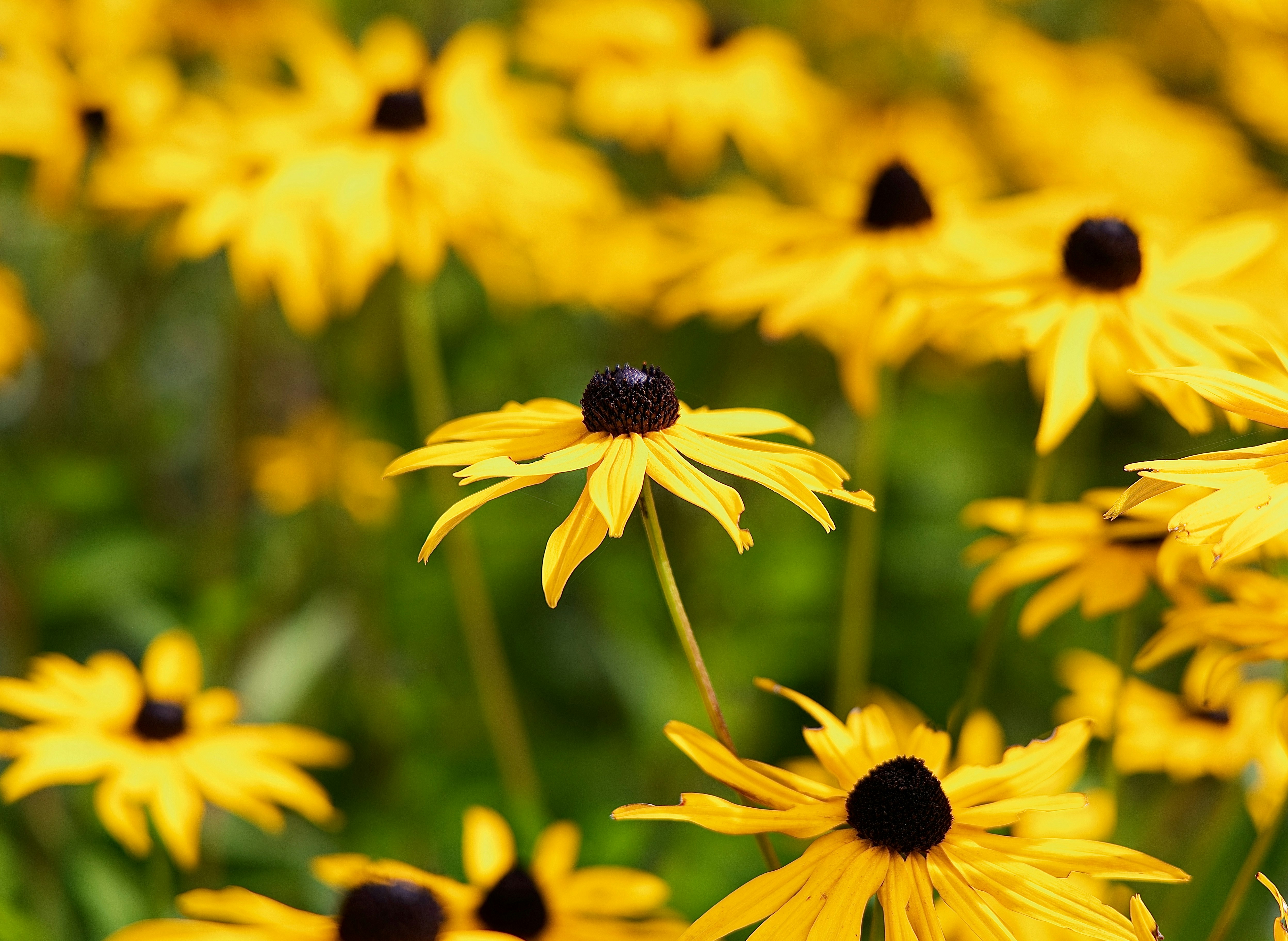 Sunburst at Center: A Field of Black-Eyed Susans in Golden Light