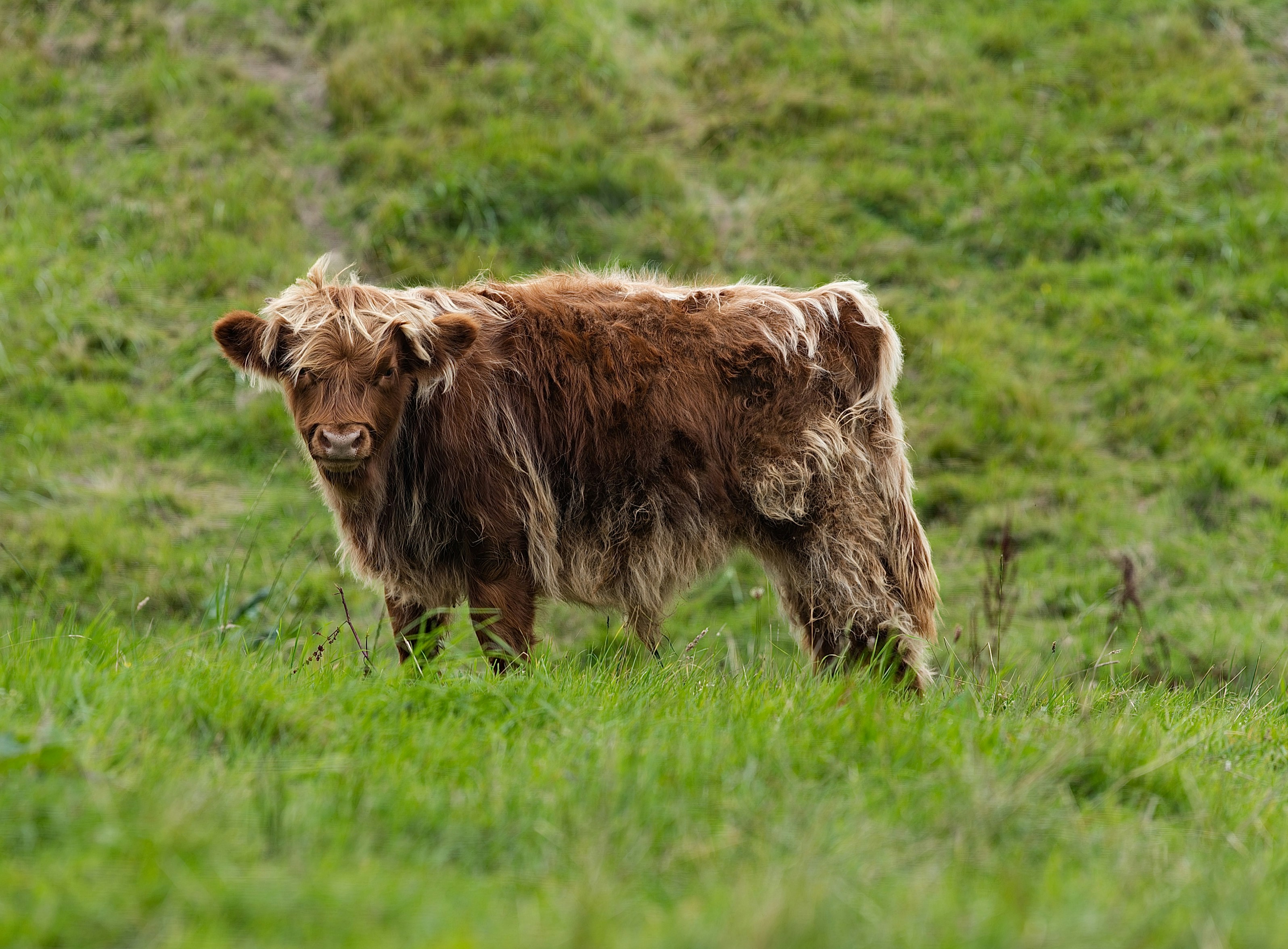 Pasture Sentinel: A Highland-like Cow Stands Guard in Green Meadow