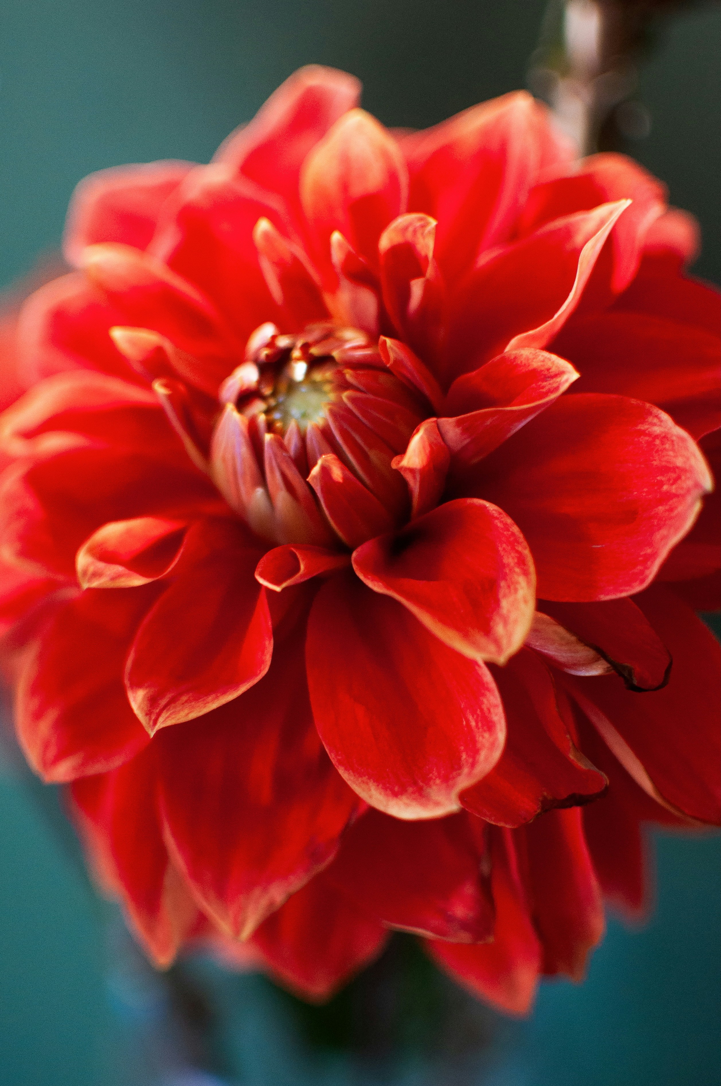 Red Dahlia Bloom: Close-Up Symphony in Petal Fire