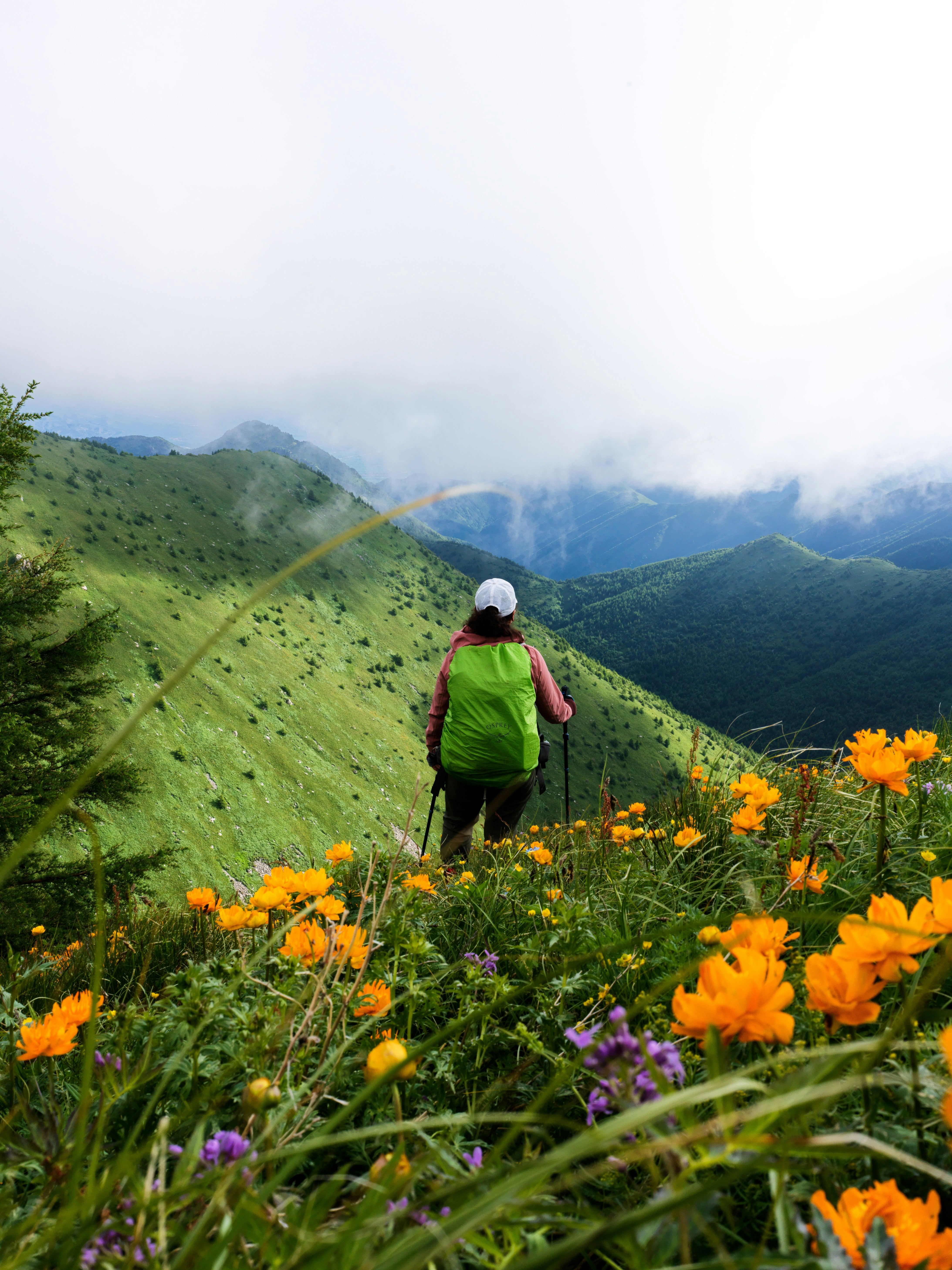 Venturer in the Meadow: A Hiker with a Neon Backpack Traverses Alpine Bloom