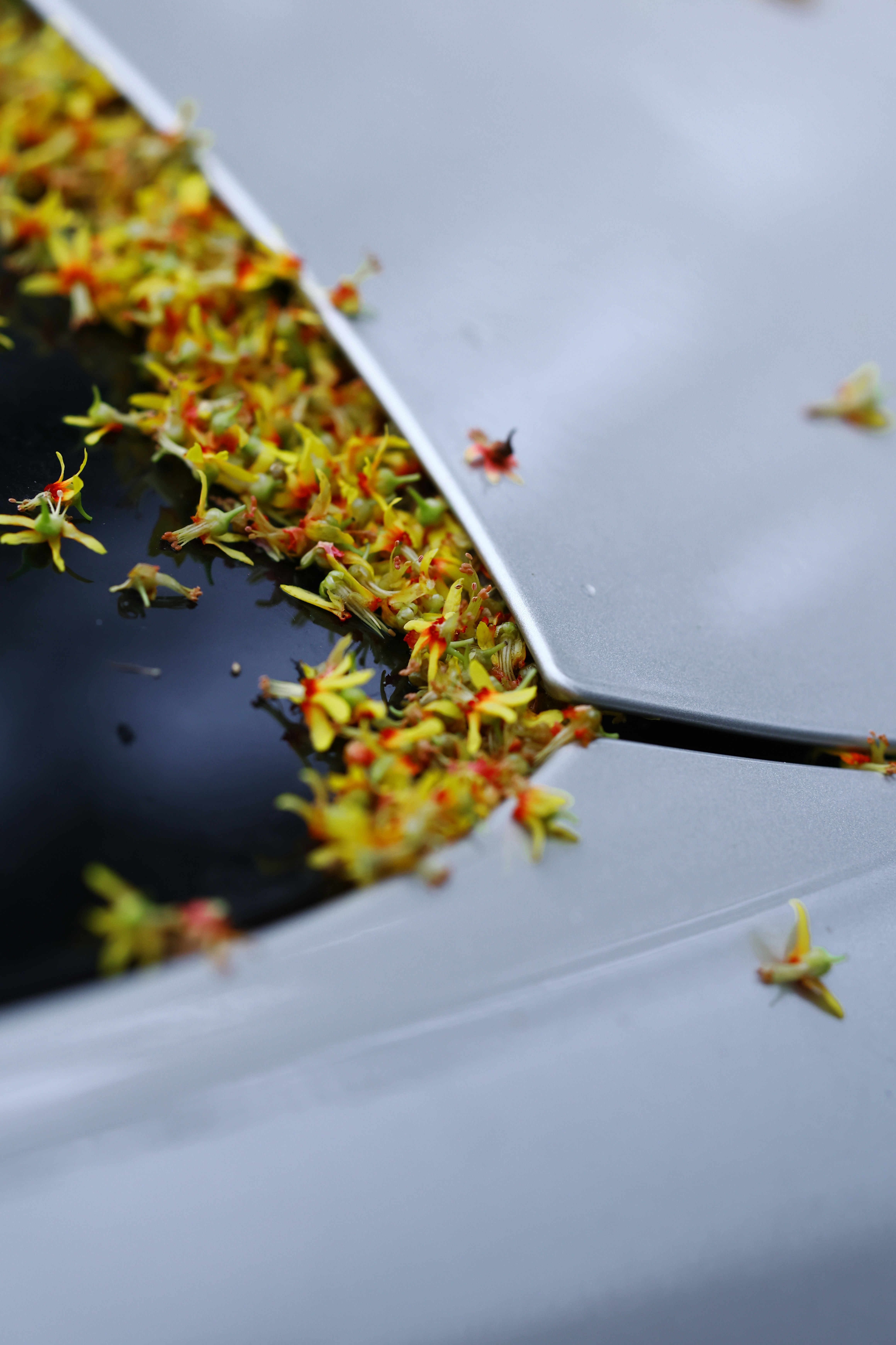 Yellow blossoms scattered along the edge of a silver car panel, with a dark window visible in the lower left; a shallow depth of field emphasizes texture and color on the flowers.