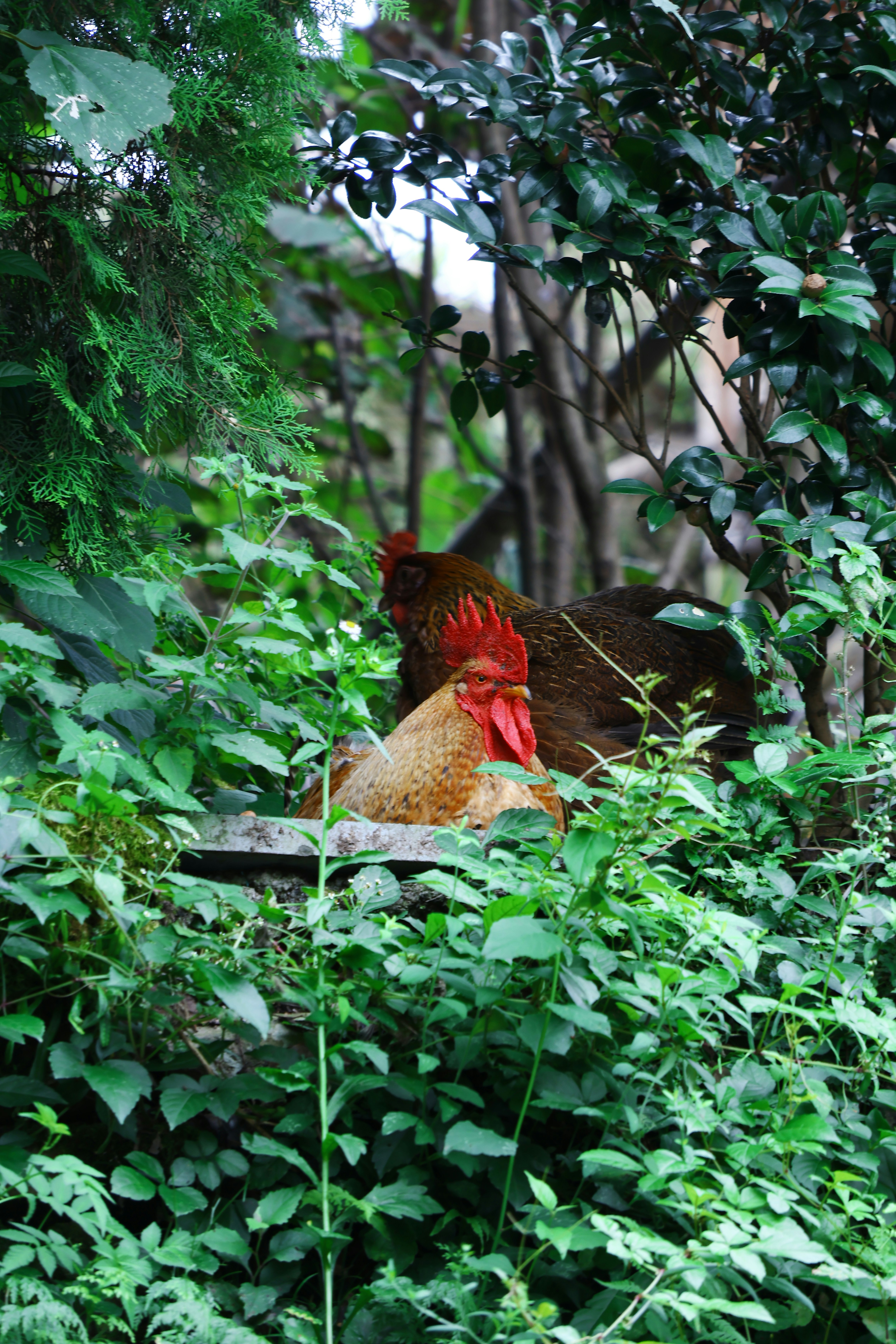 Red-Faced Duo in a Quiet Green Nook