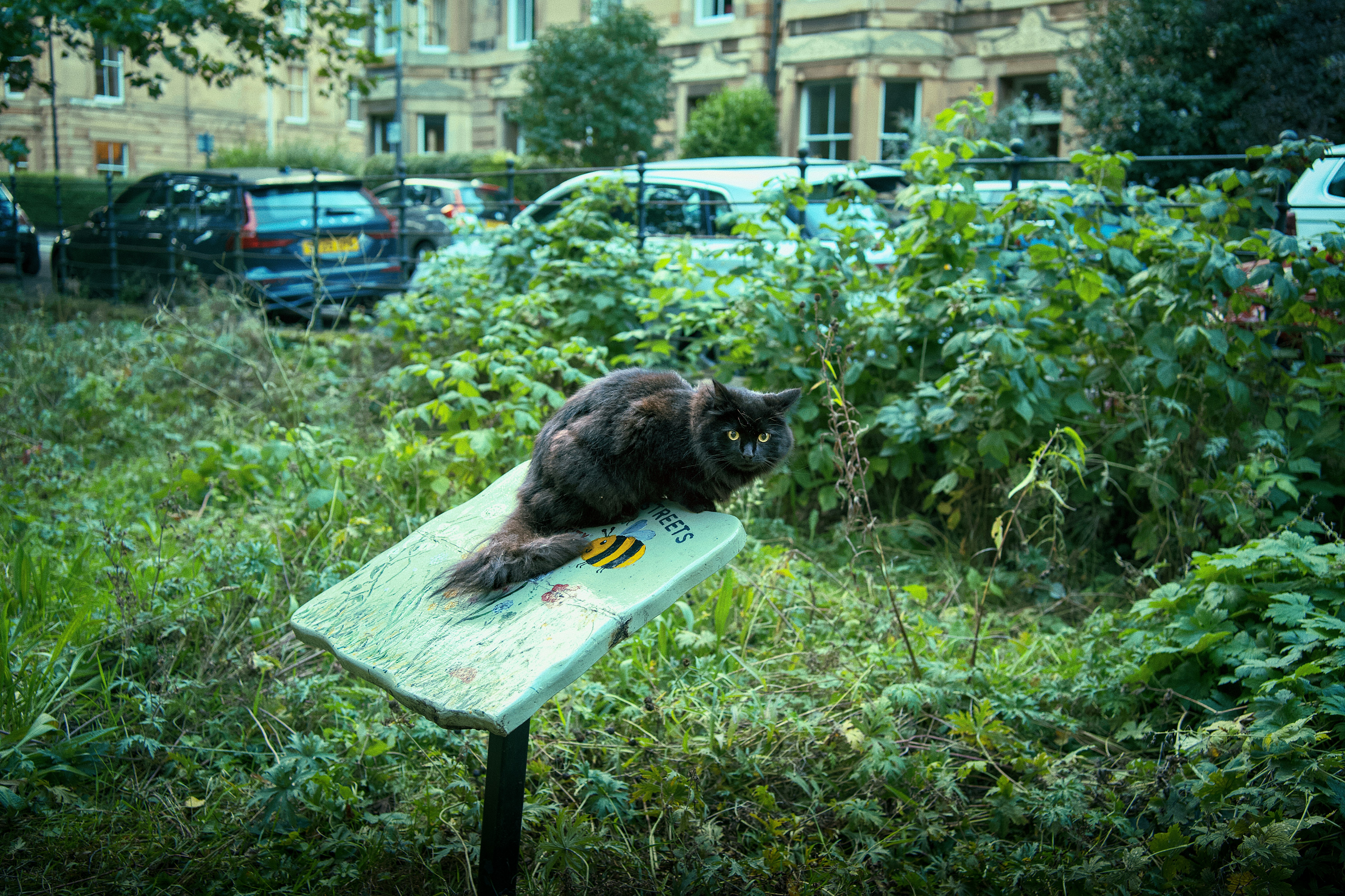 Cat Repose on a Weathered Playground Sign Amid Urban Ferns
