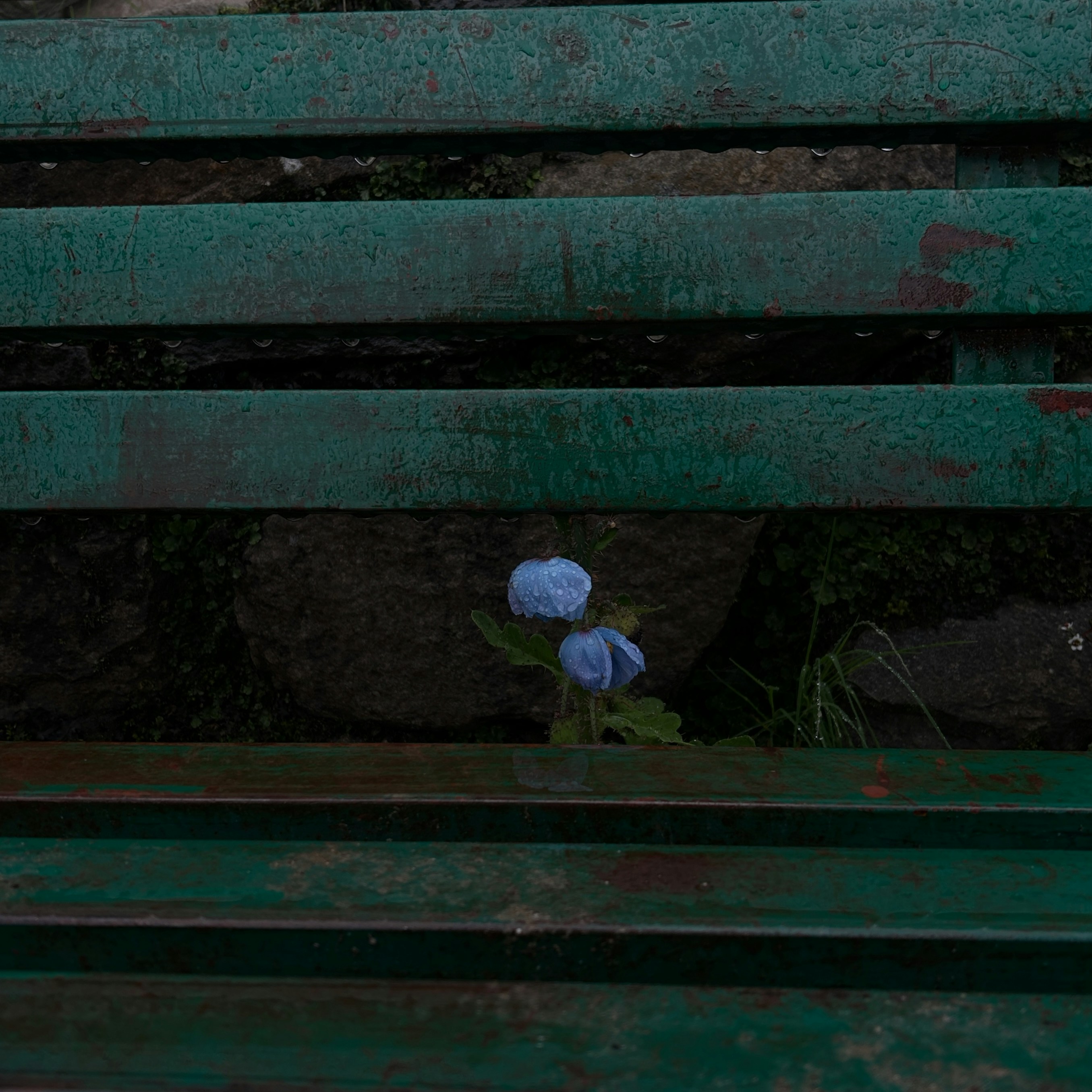 Blue bloom peeks through the gaps in a weathered green bench with dark earth tones around it.