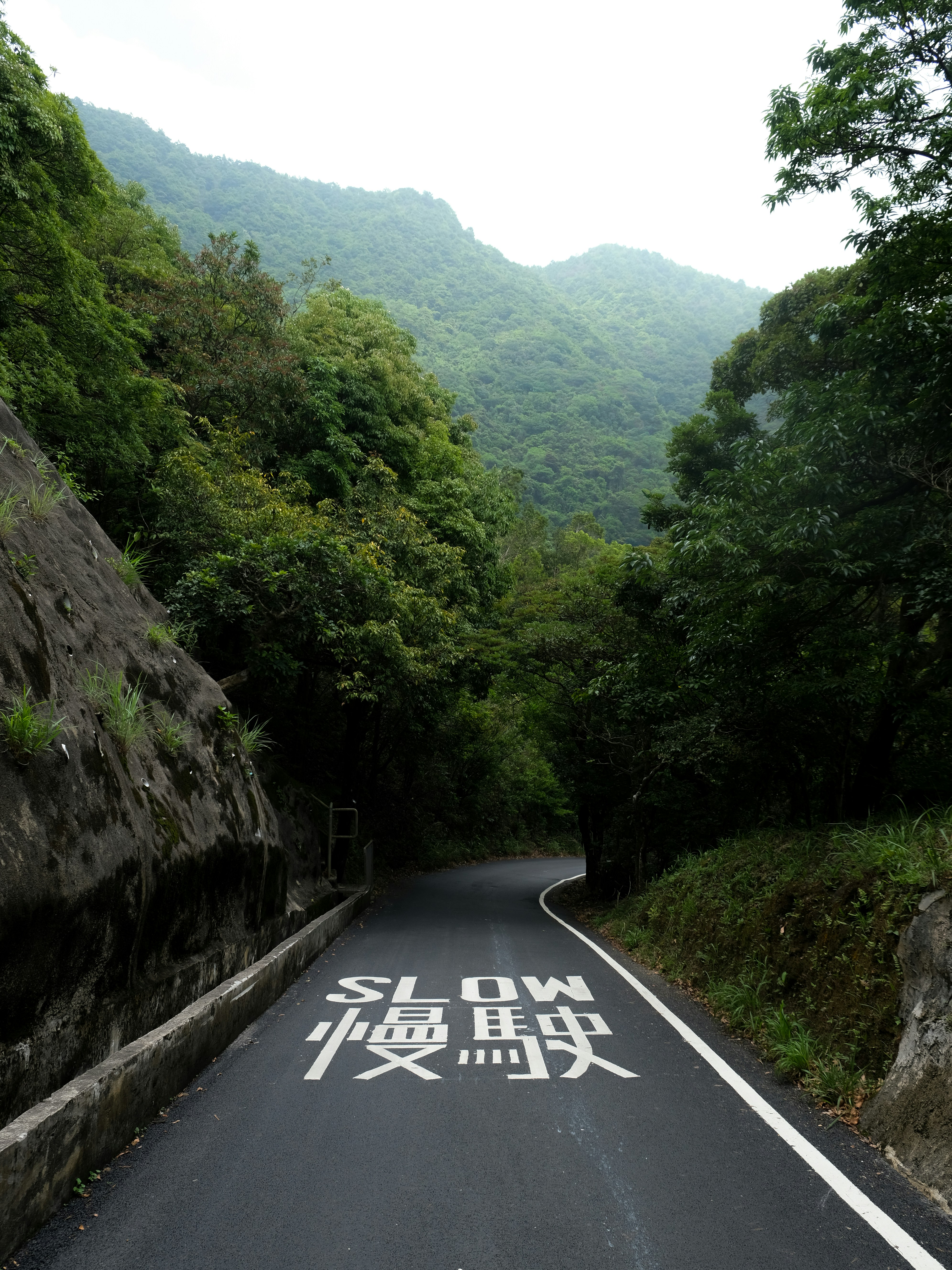 Winding Mountain Pass Beneath Green Canopies
