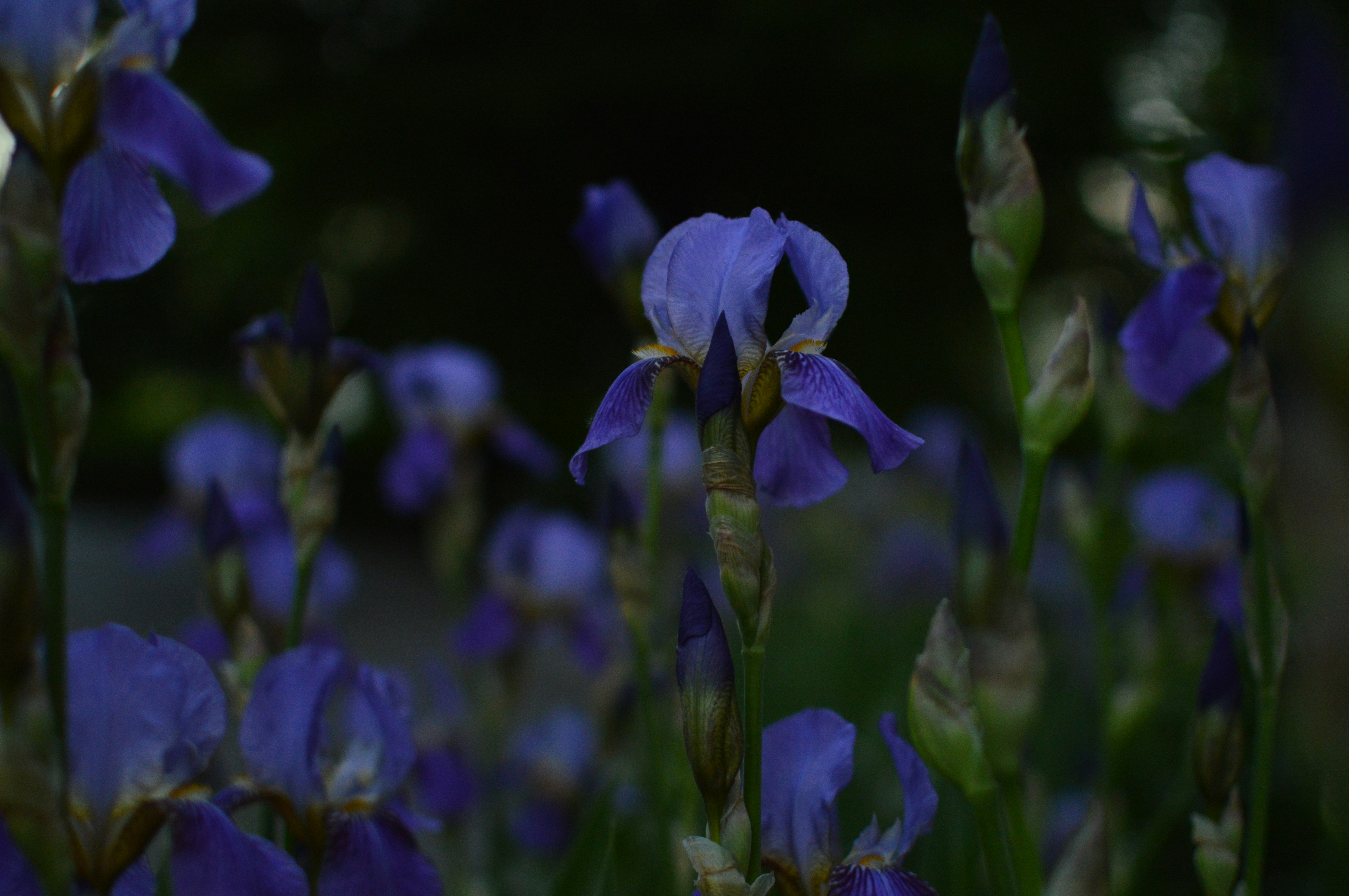 Midnight Iris: A Quiet Field of Indigo in Low Light