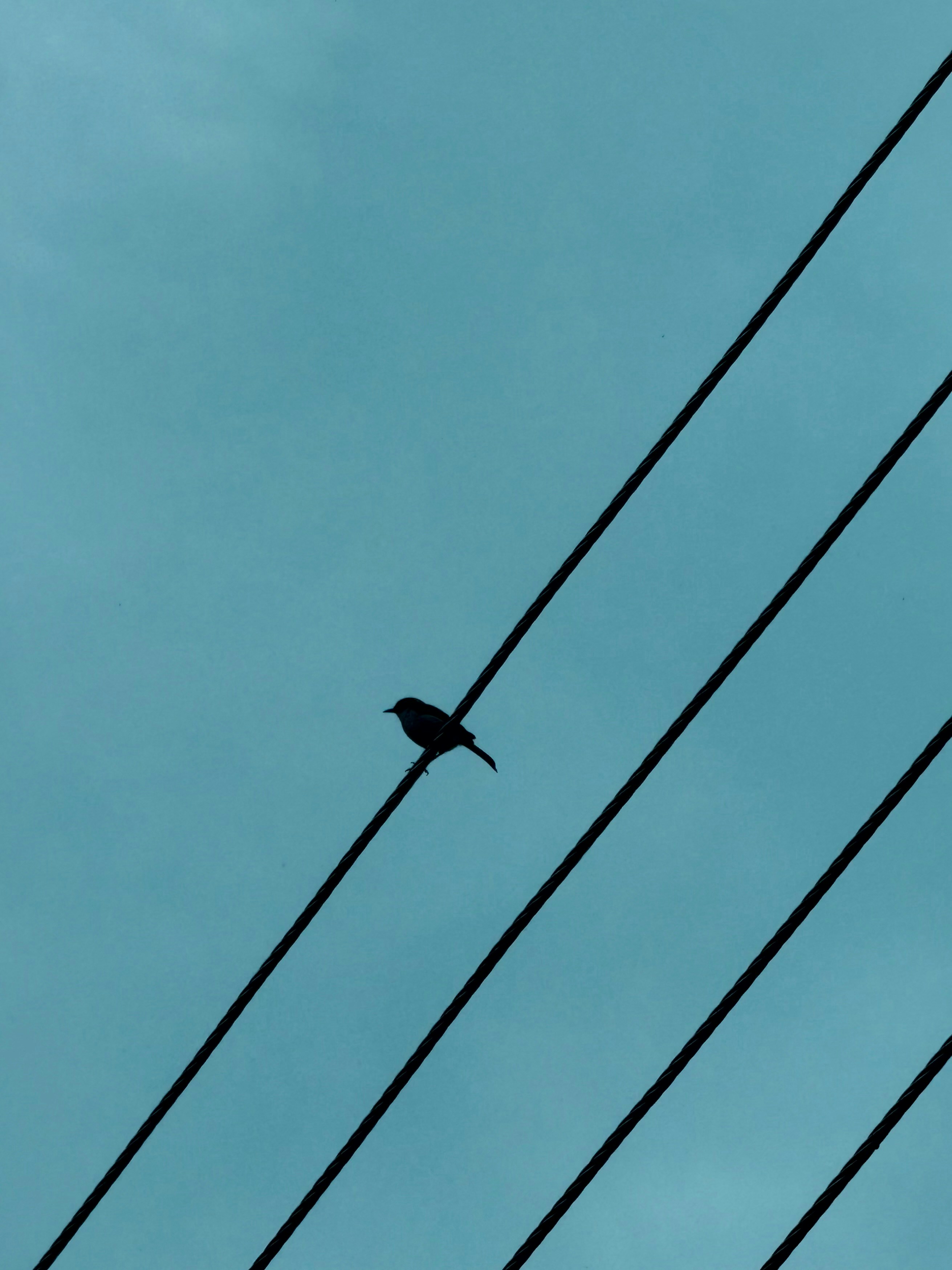 Single Bird on Slanted Lines Against a Teal Sky