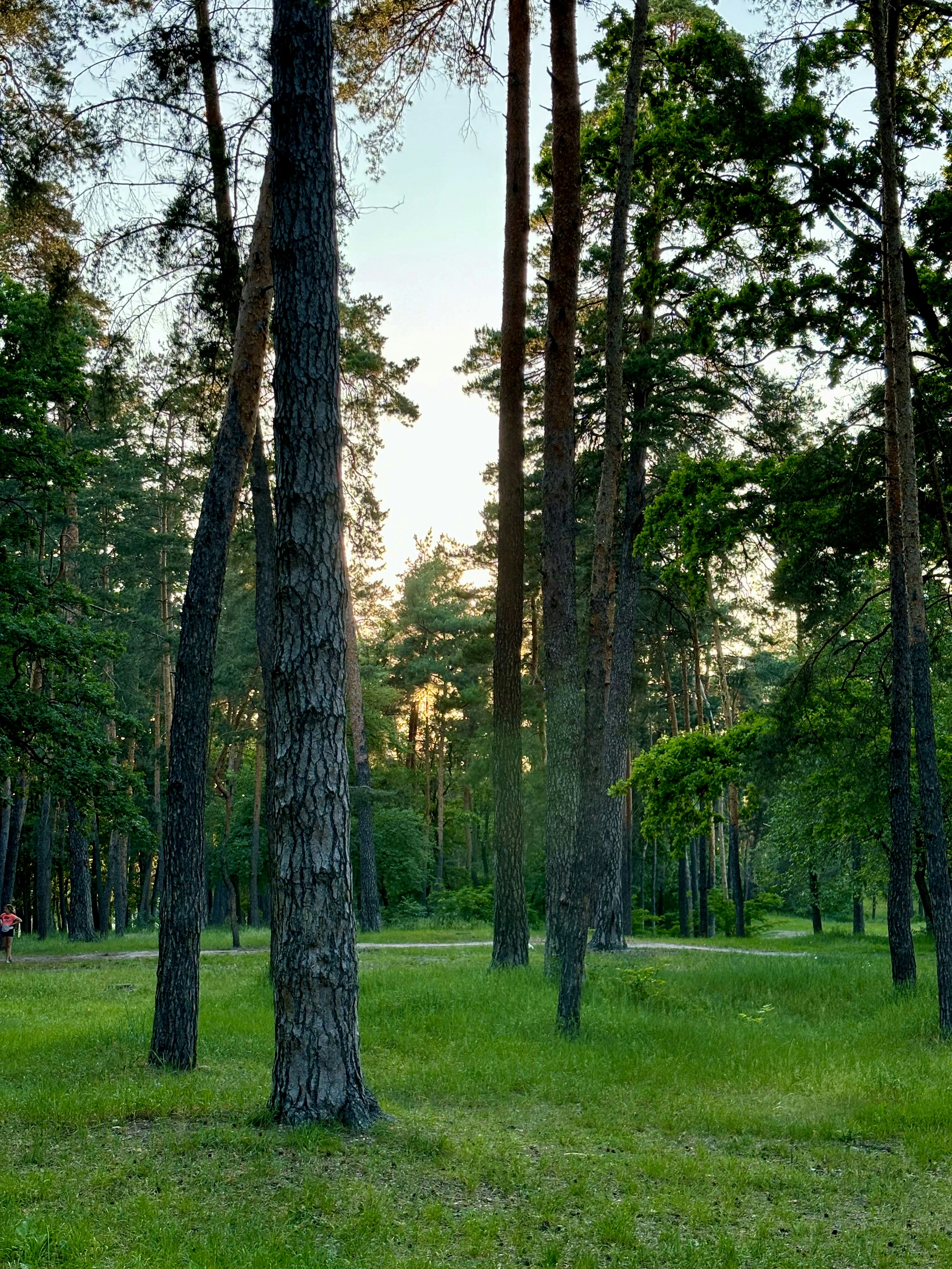 Sunlit pine trunks rise through a serene forest clearing; soft light filters through the trees, highlighting the grassy floor and distant background.