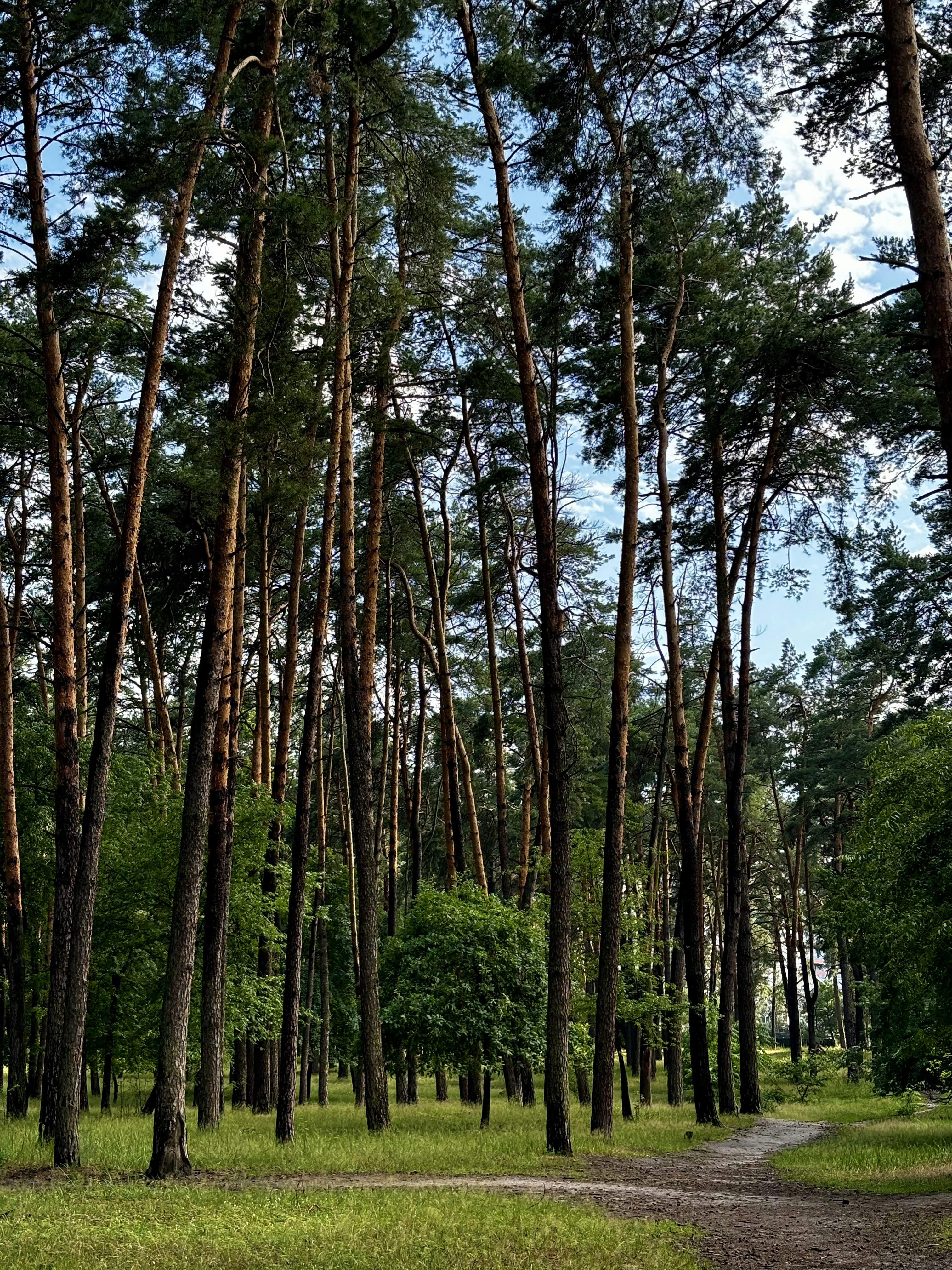 Path Through the Pine Corridor