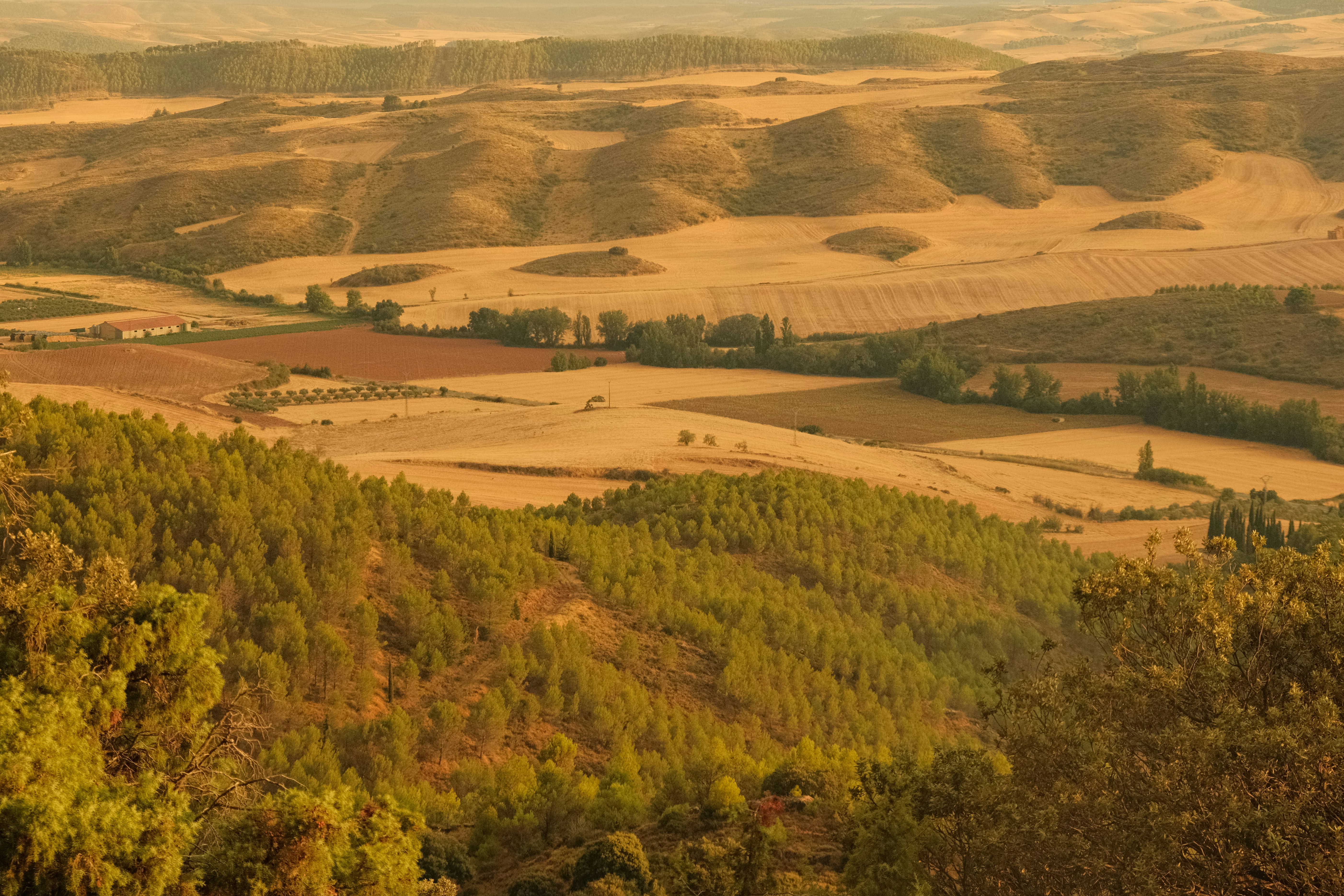 Golden Hills Beneath a Sea of Pines