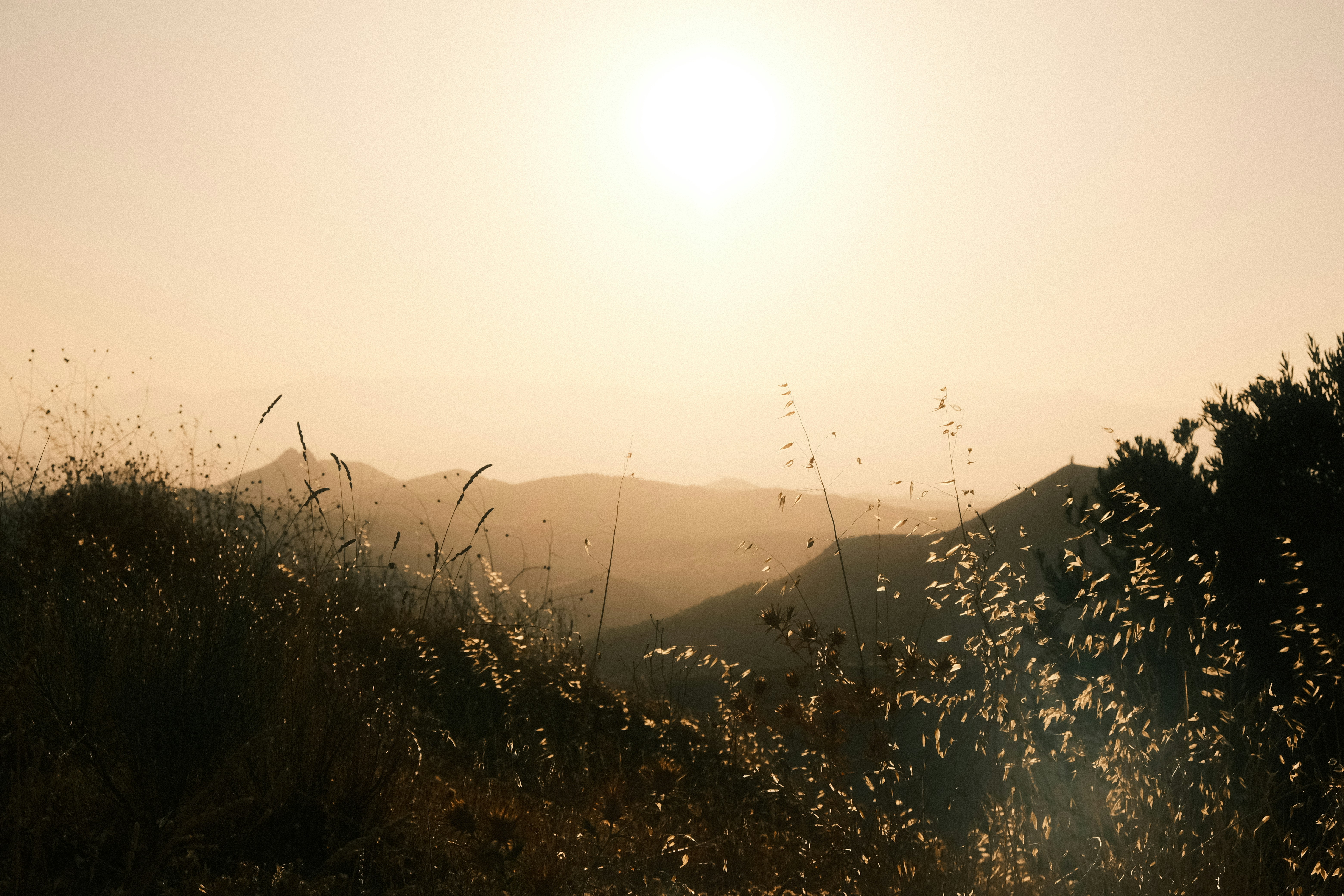 Golden Hour Overgrown Dunes