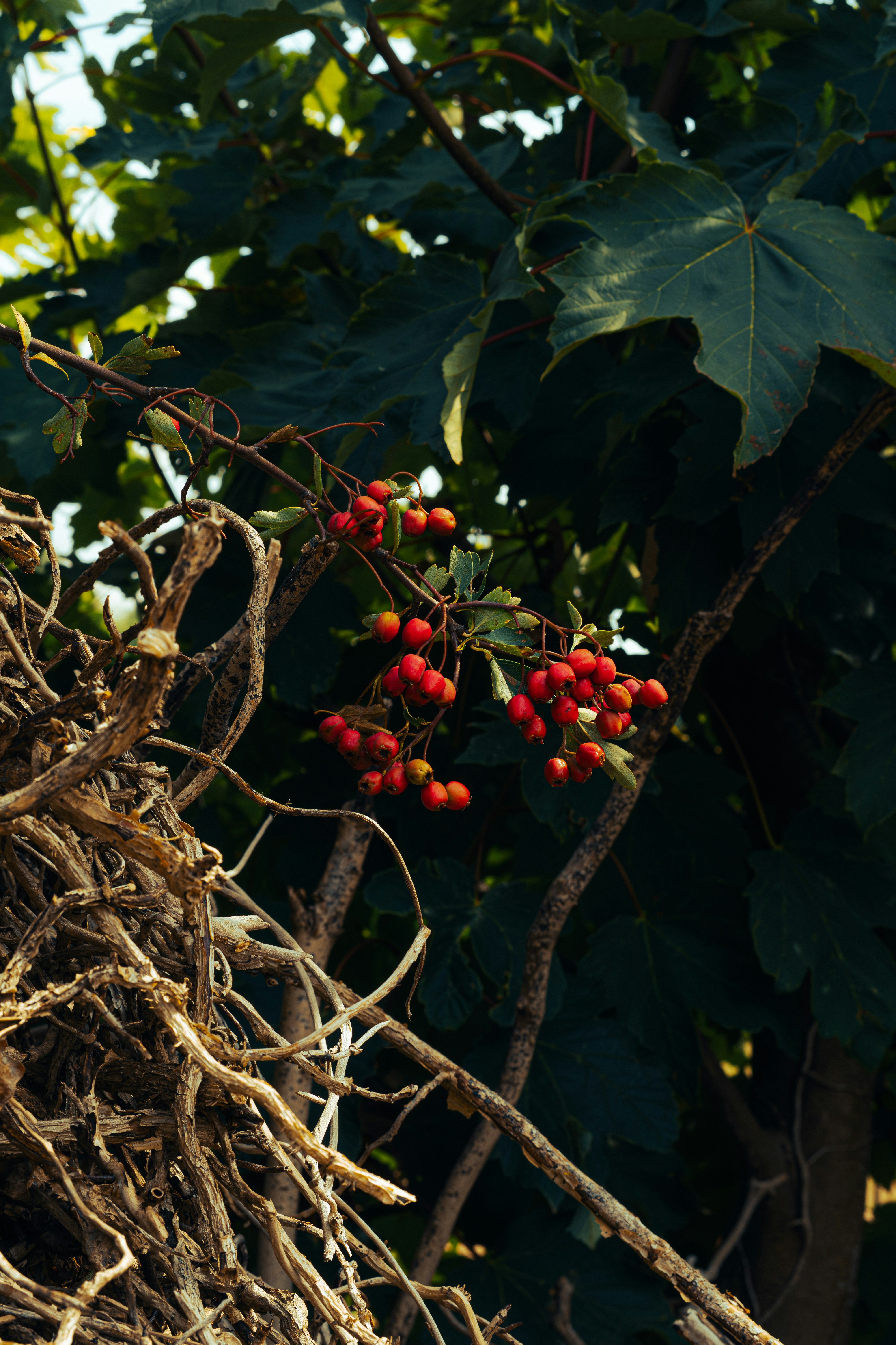 Red Berries Among Twist and Vine