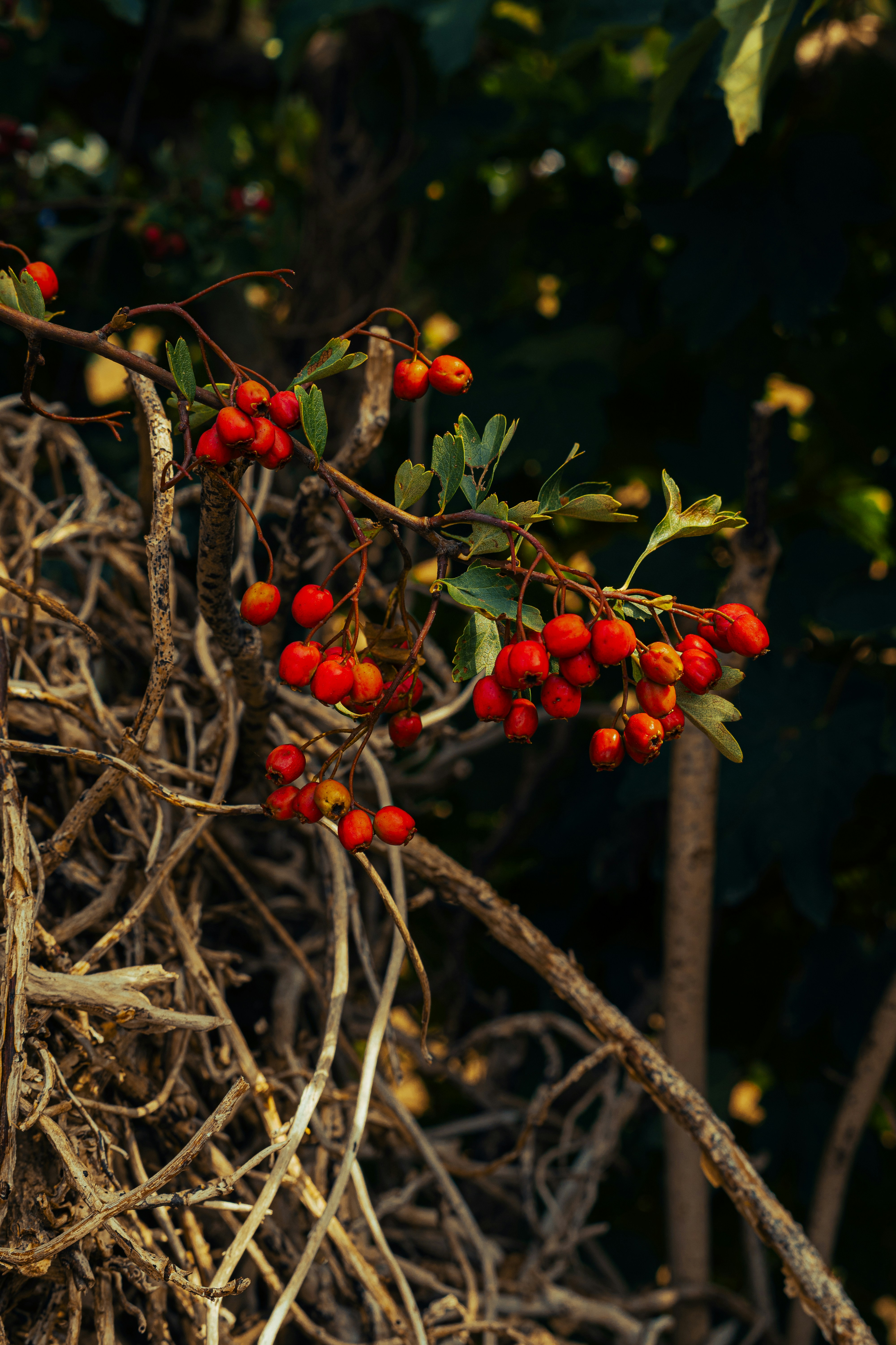Vivid Red Berries on Tangle of Twigs Beneath Deep Shade