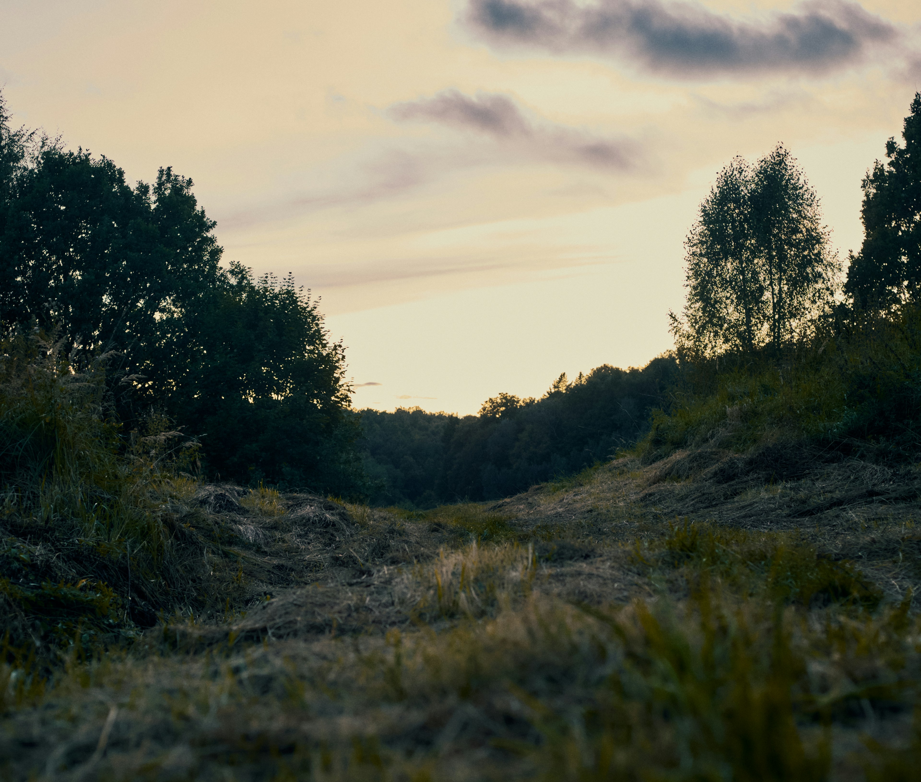 Evening Meadow: Distant Pines Framed by Dawn-Soft Hills
