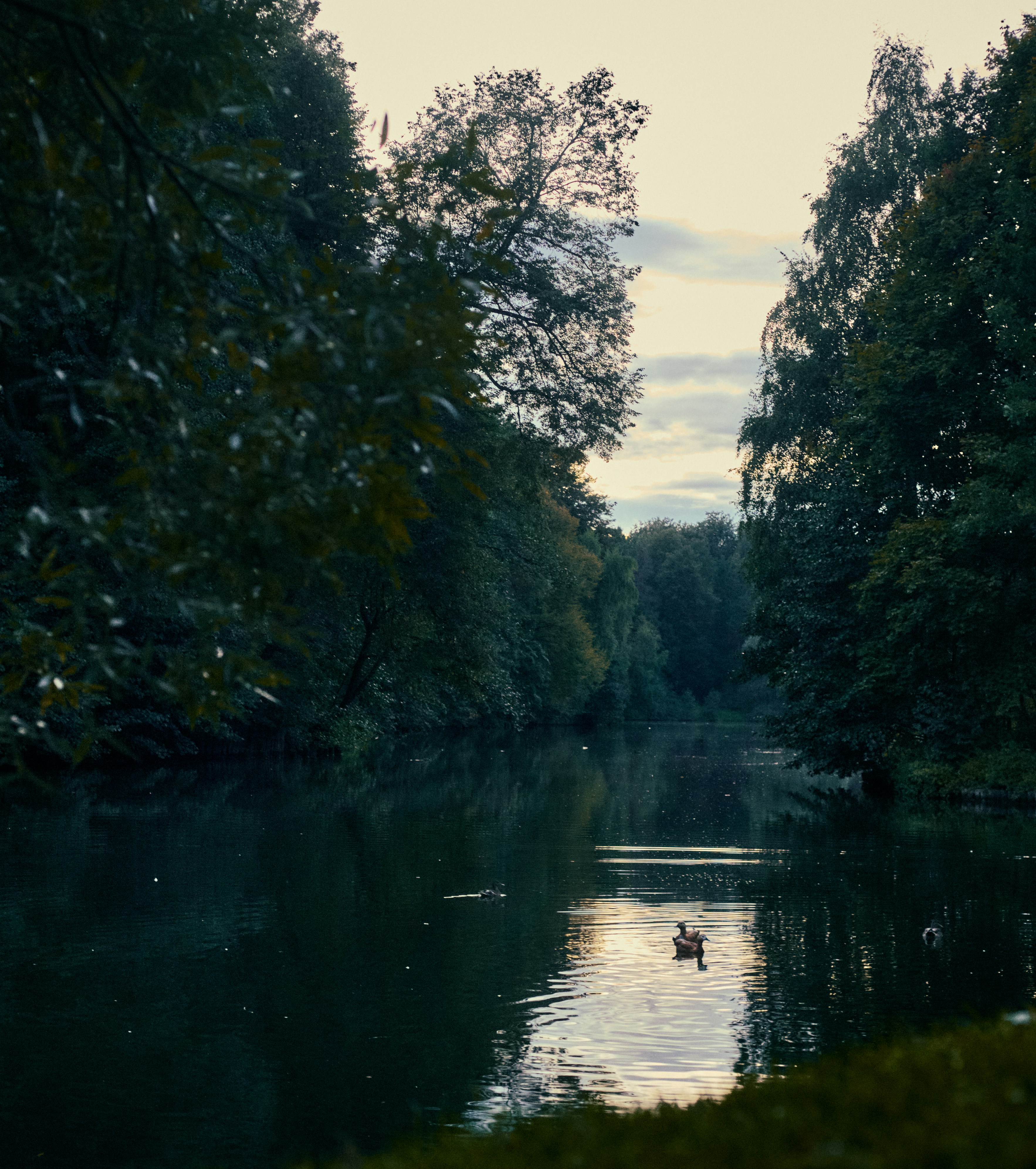 Sunlit Inlet: A solitary duck on a tranquil river framed by lush embankments