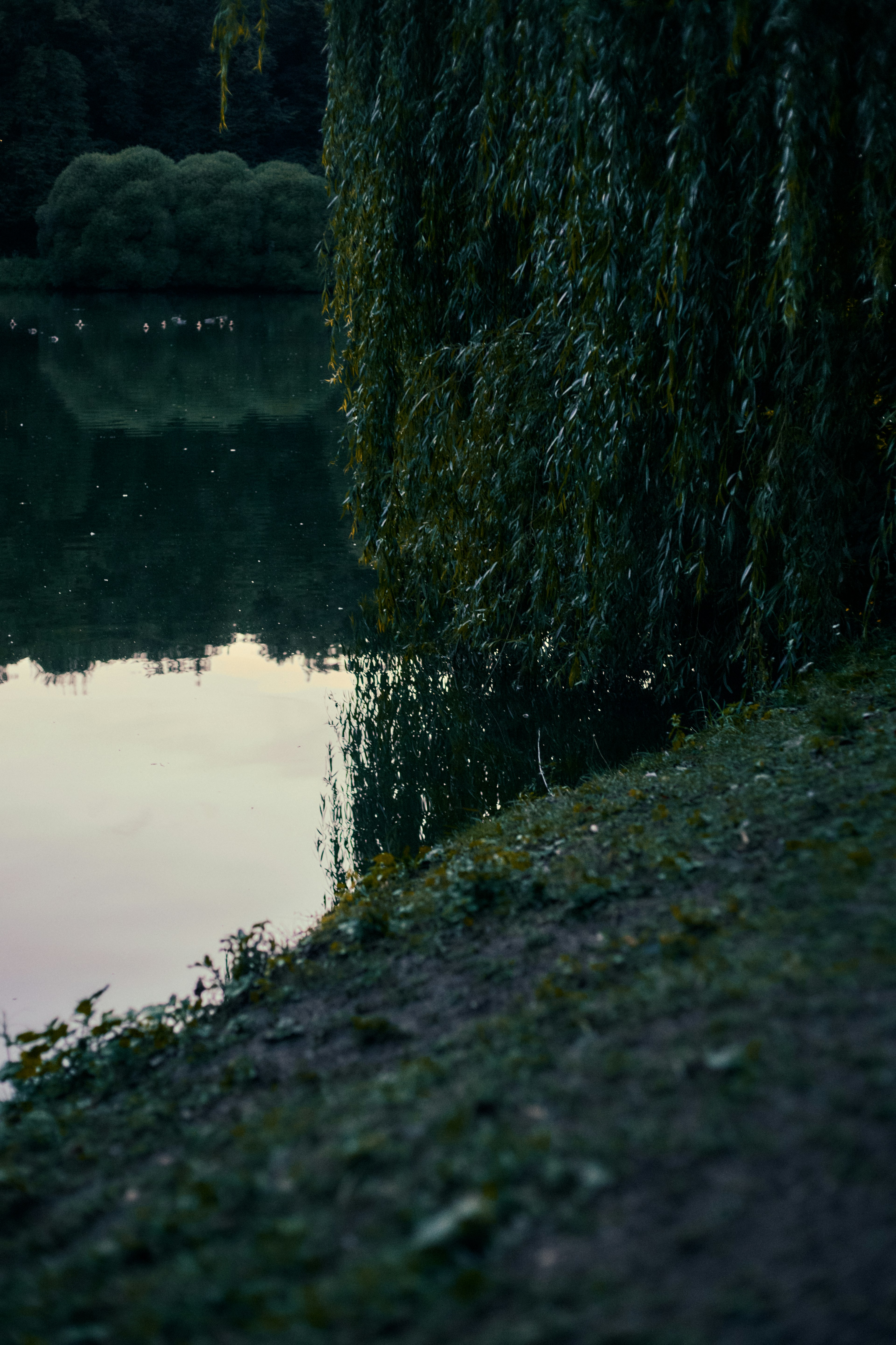 Reflections by the Willow Verge