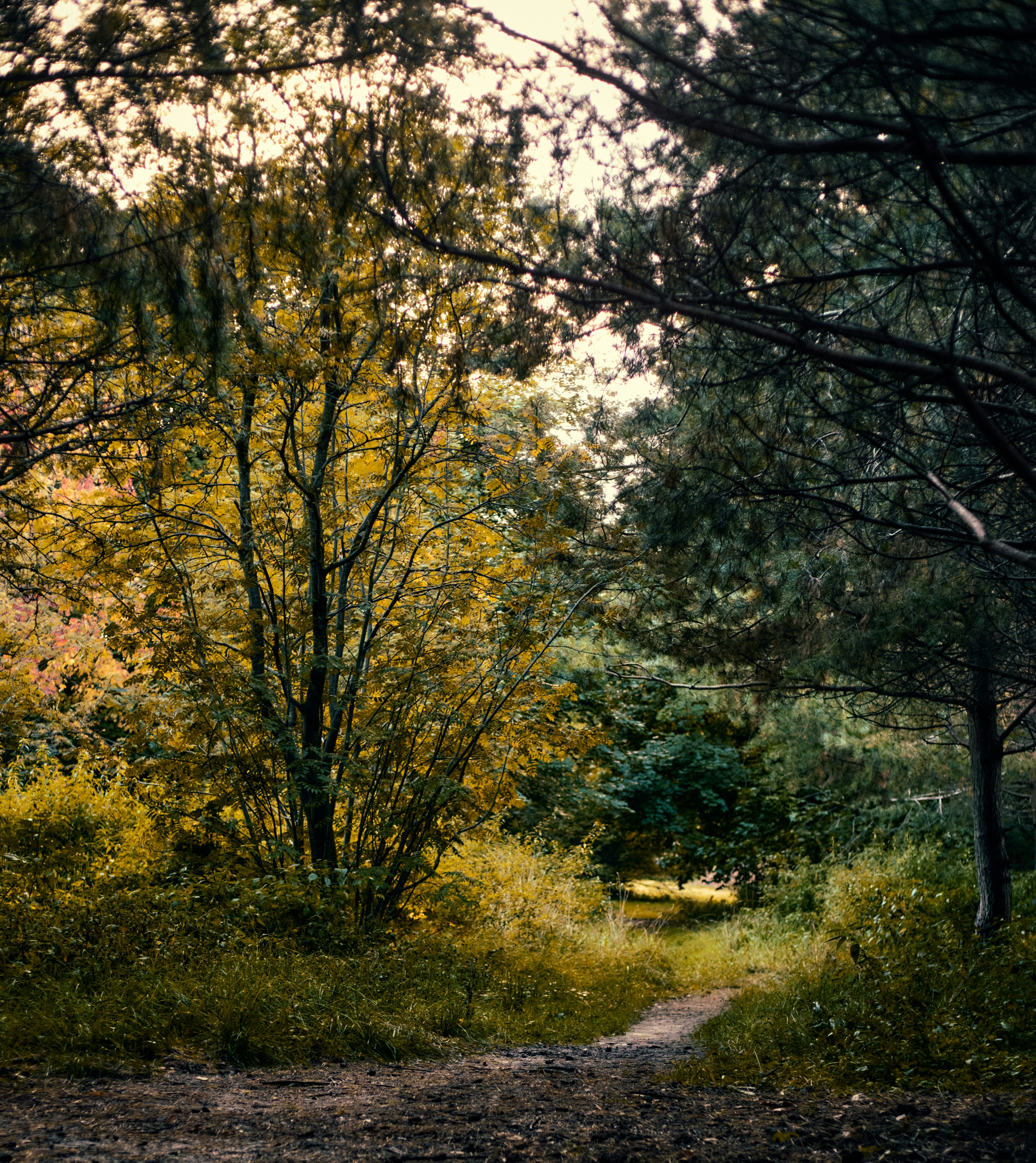 Path Through the Dappled Autumn Forest