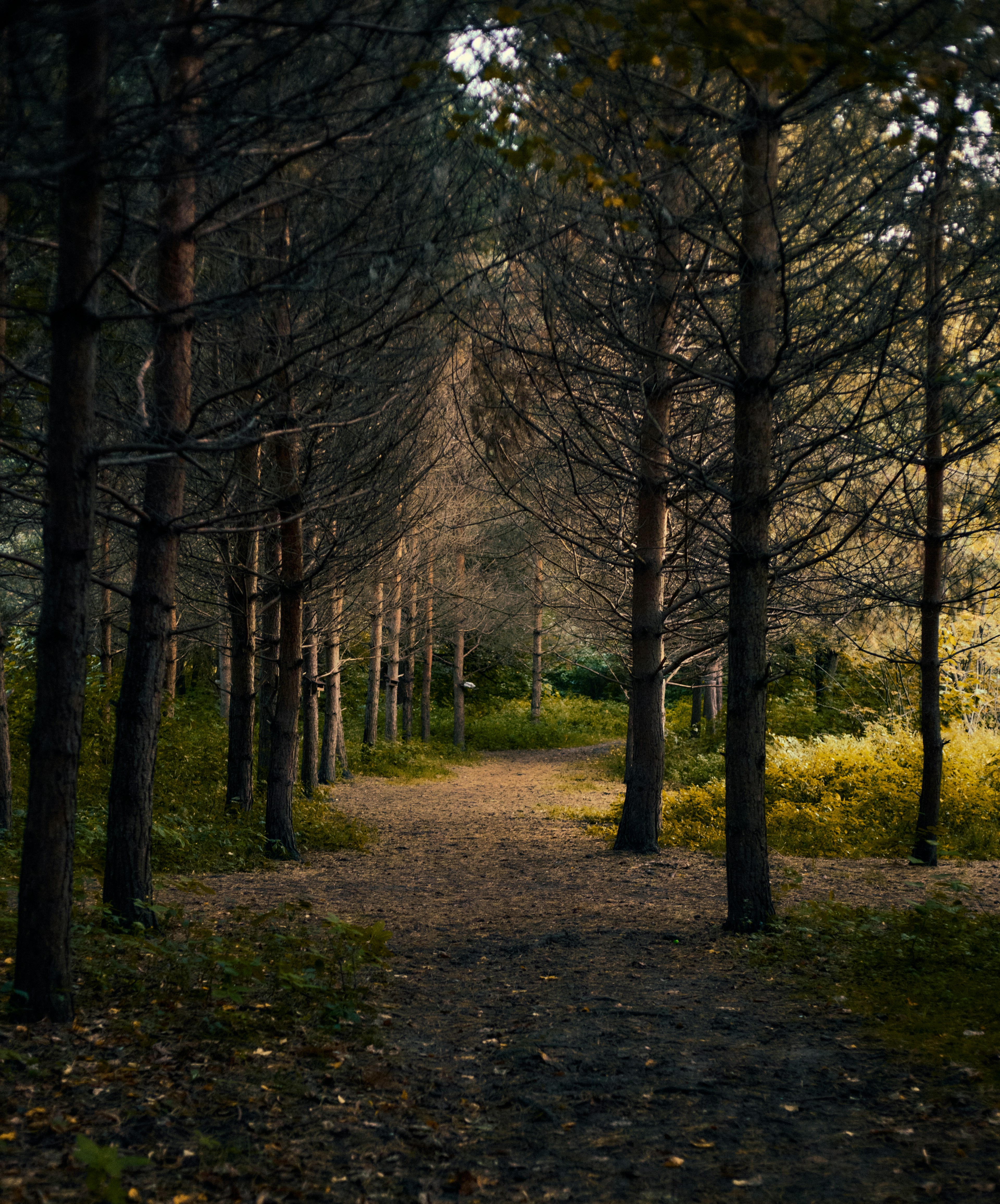 Quiet Avenue: A Pine-Row Path into Golden Light