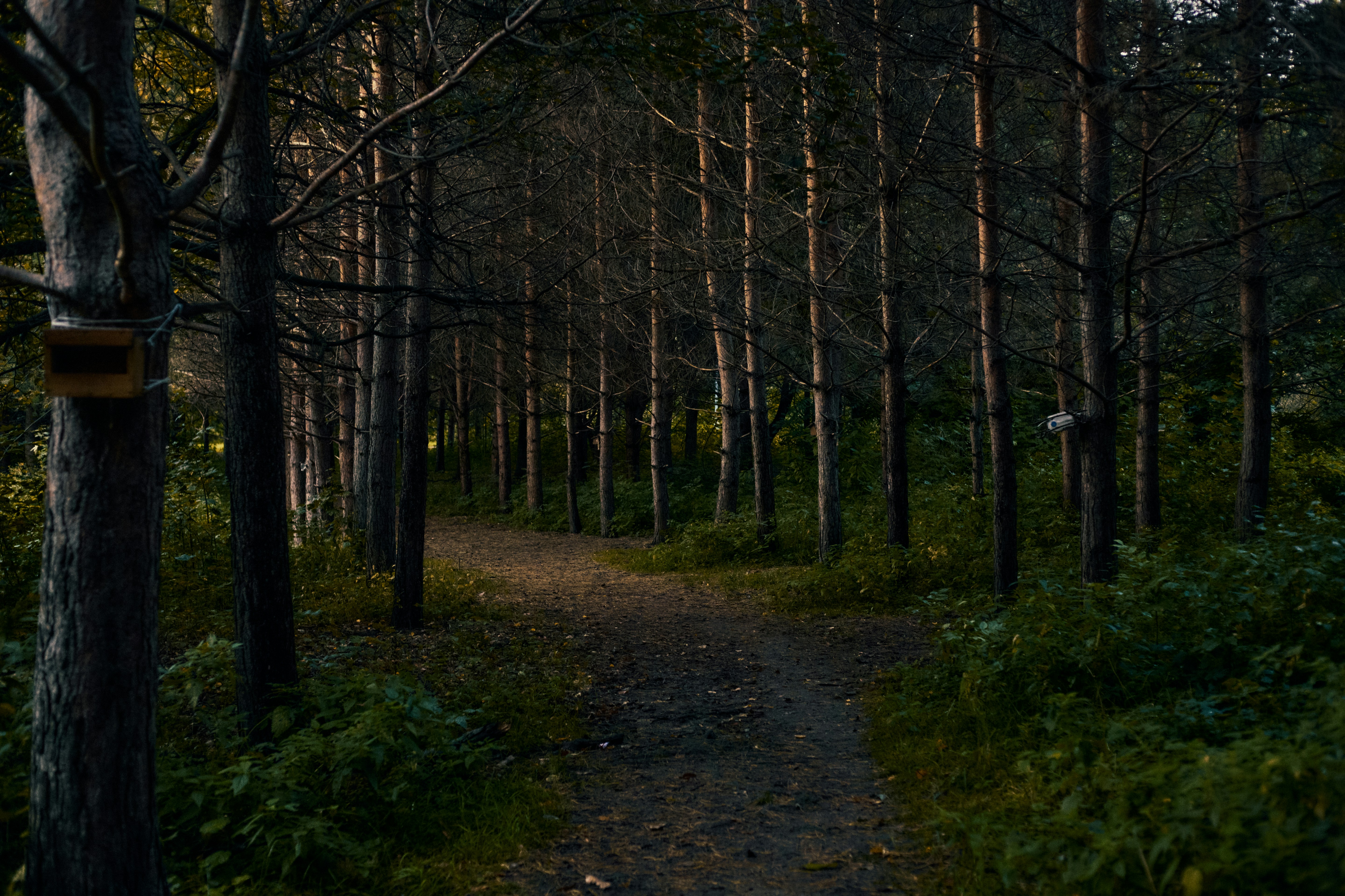 Whispering Pines Path