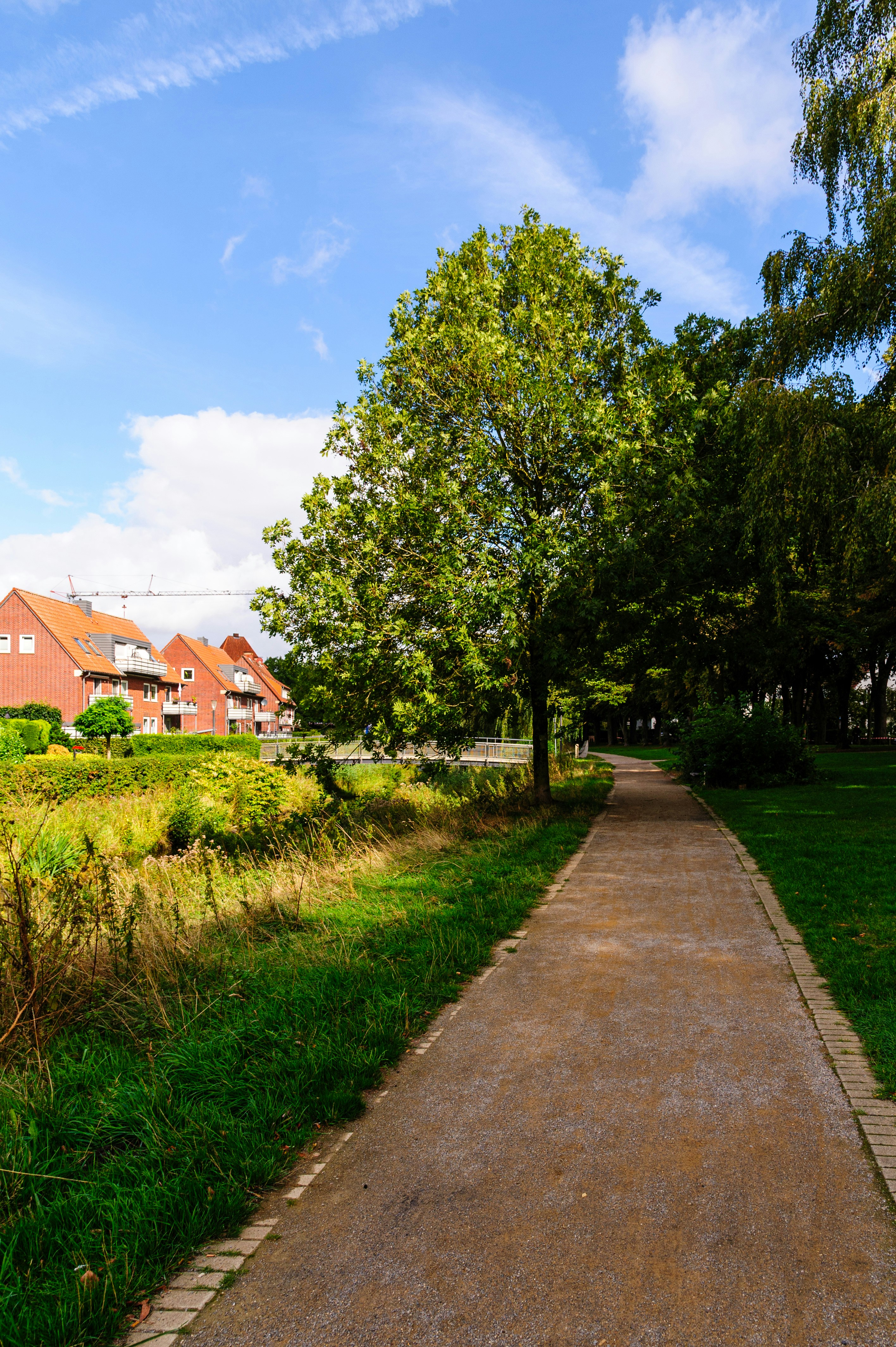 Sunlit Riverside Walkway with Aerial Tree Canopy