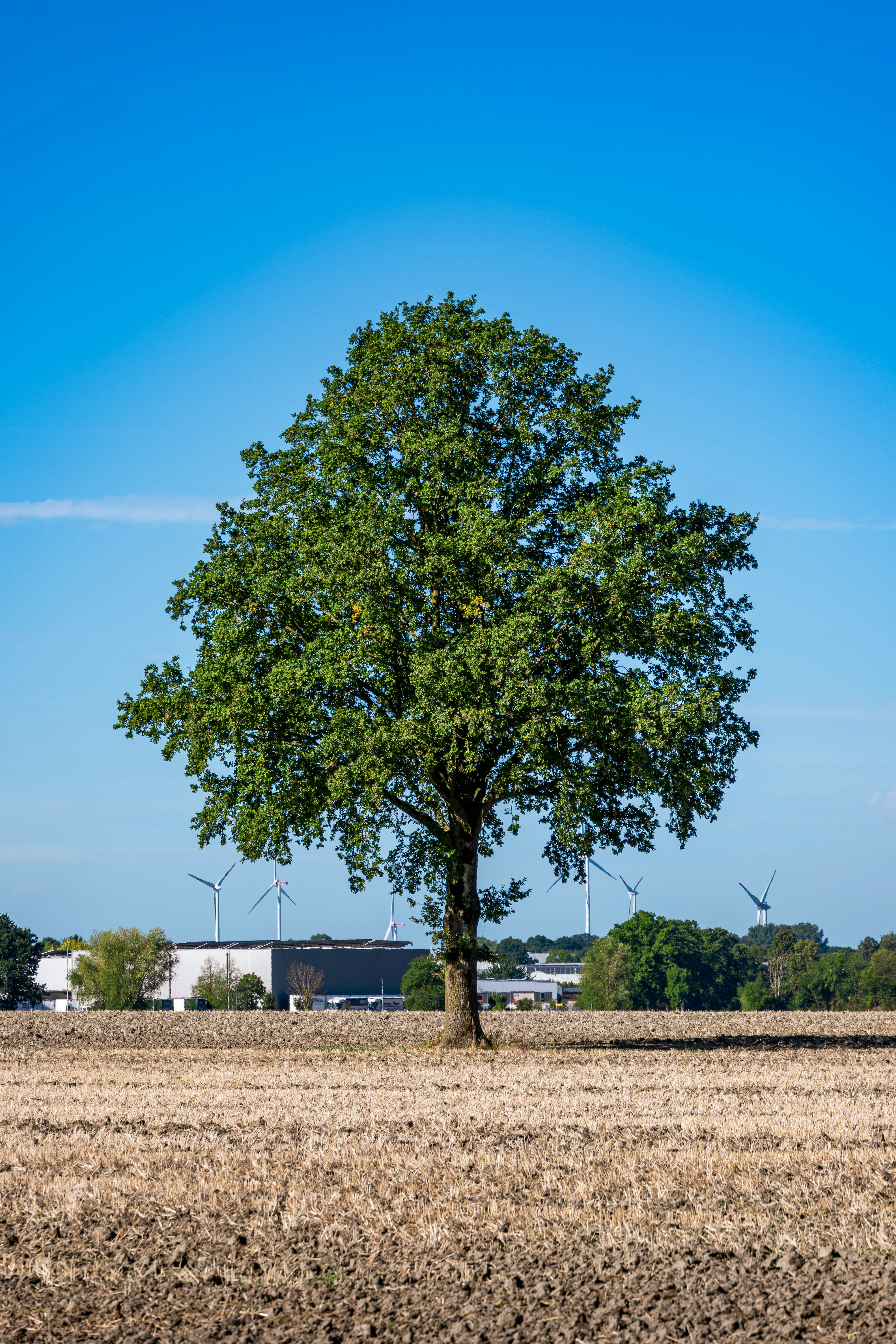 Solitary Oak Standing Against Open Sky