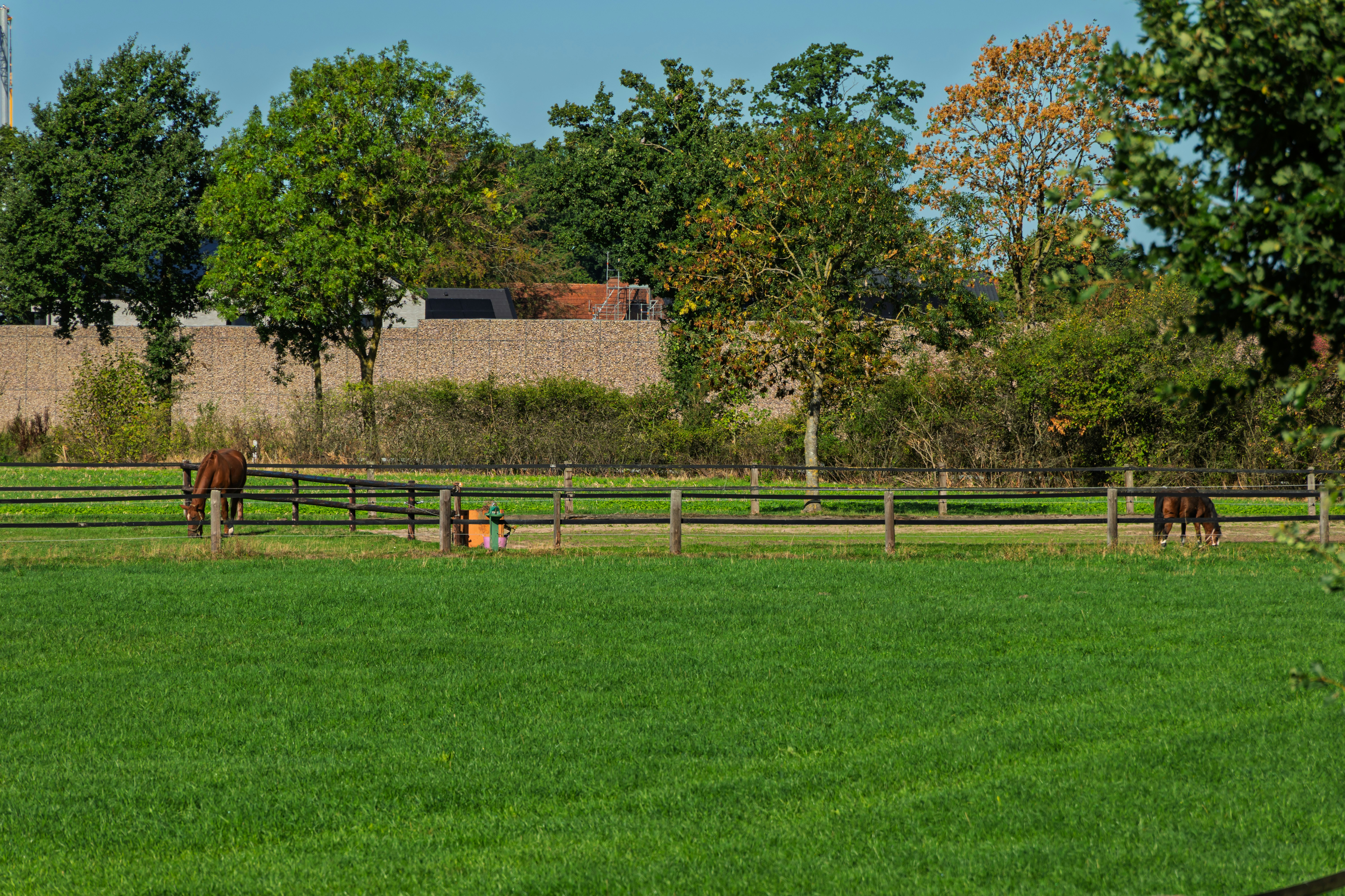 Pasture Peace: Horses and Fence Line Under a Quiet Summer Sky