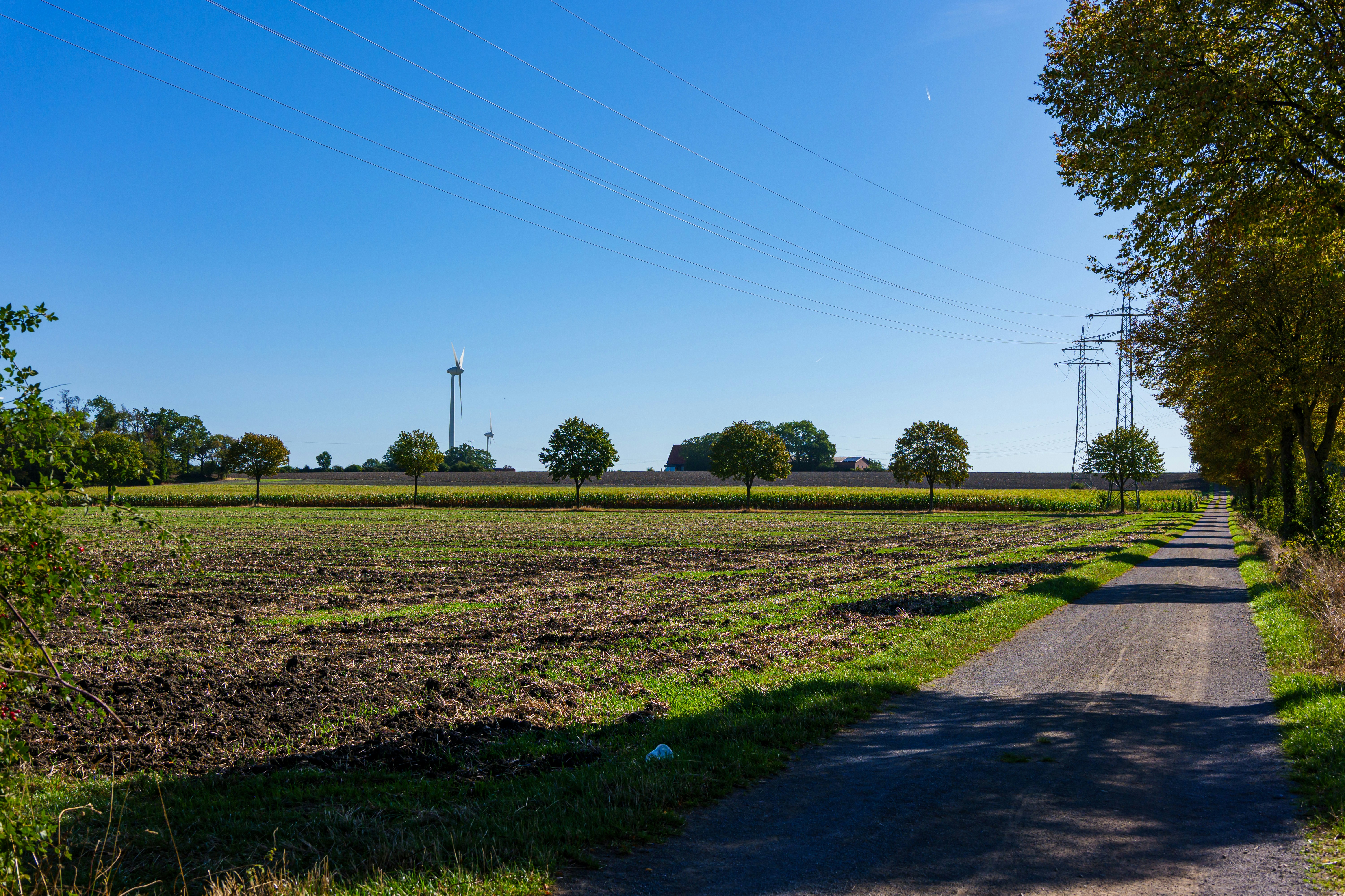 Verdant Highway: A Quiet Farm Road Bordered by Field and Trees