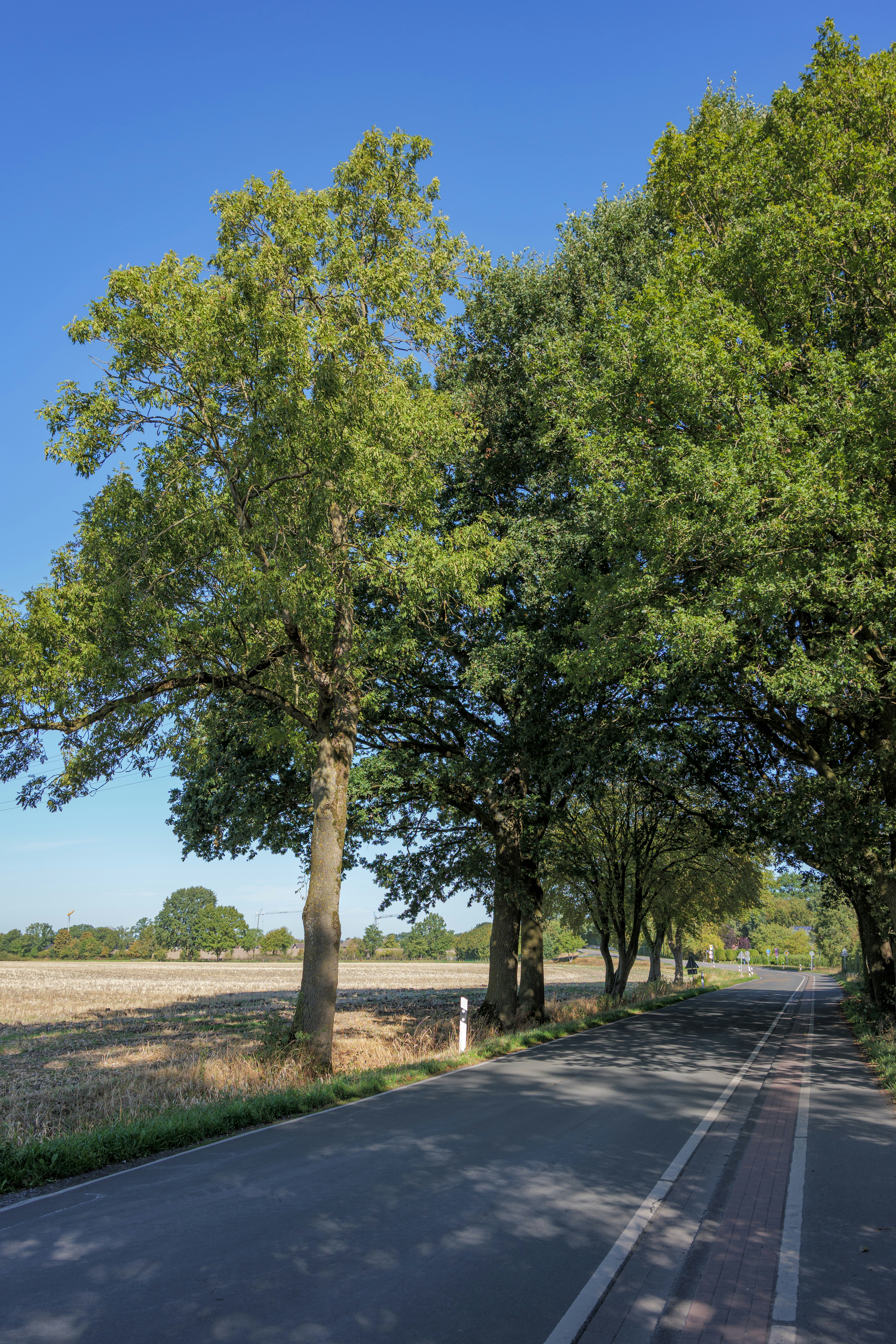 Lane of Canopy: Sunlit trees lining a quiet country road