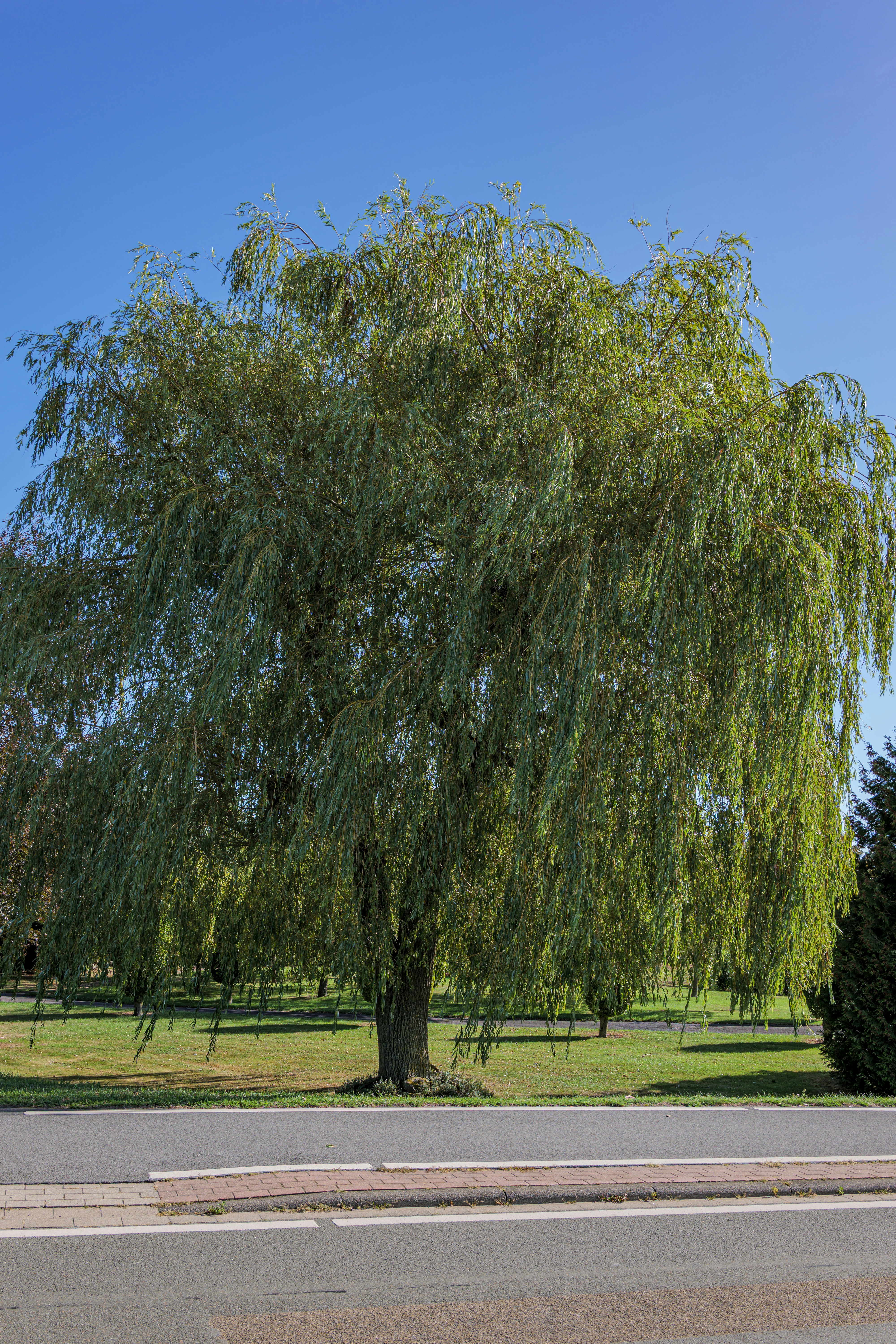 Willow Crown Over a Quiet Street