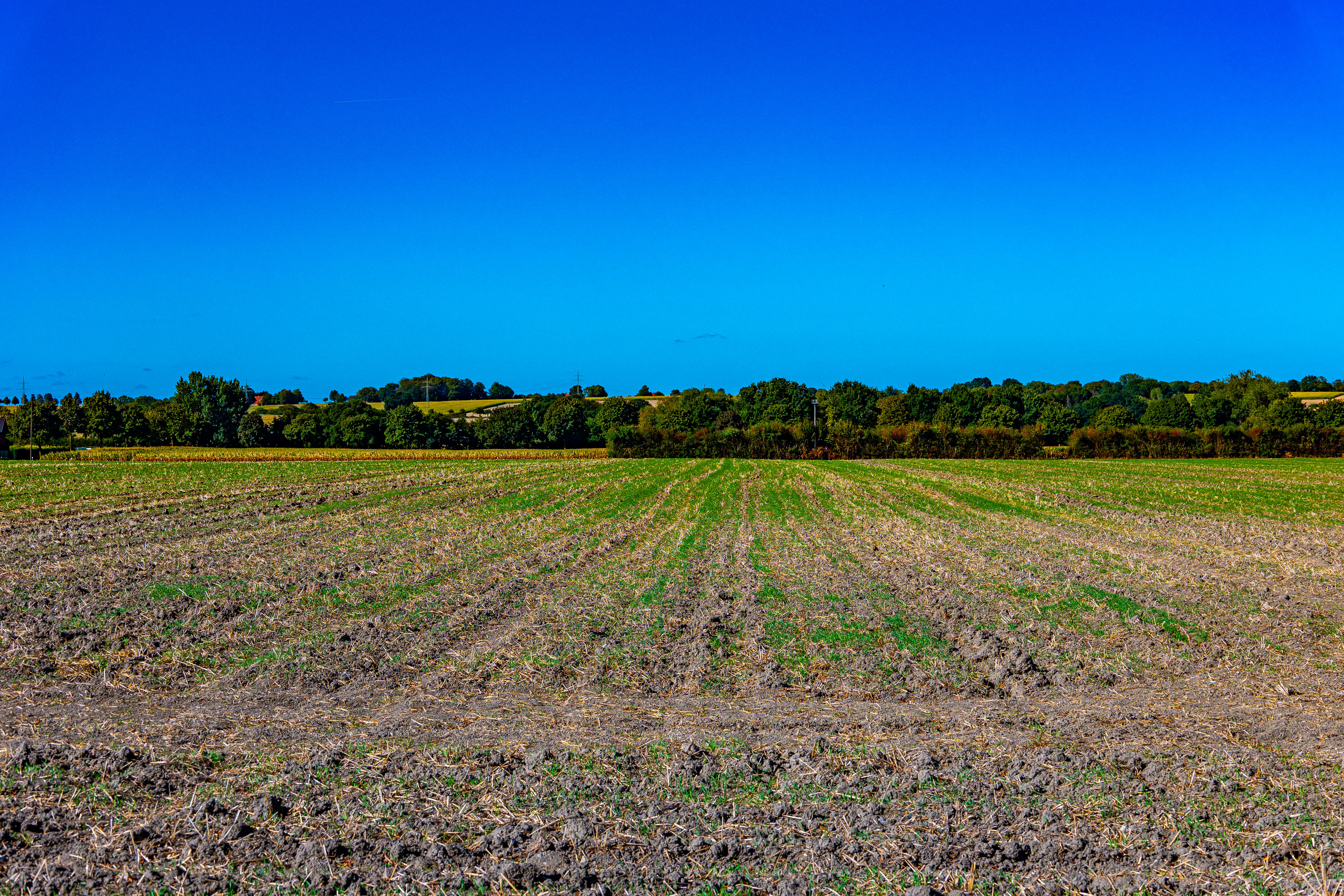 Line of Green: A Quiet Horizon Across Plowed Fields