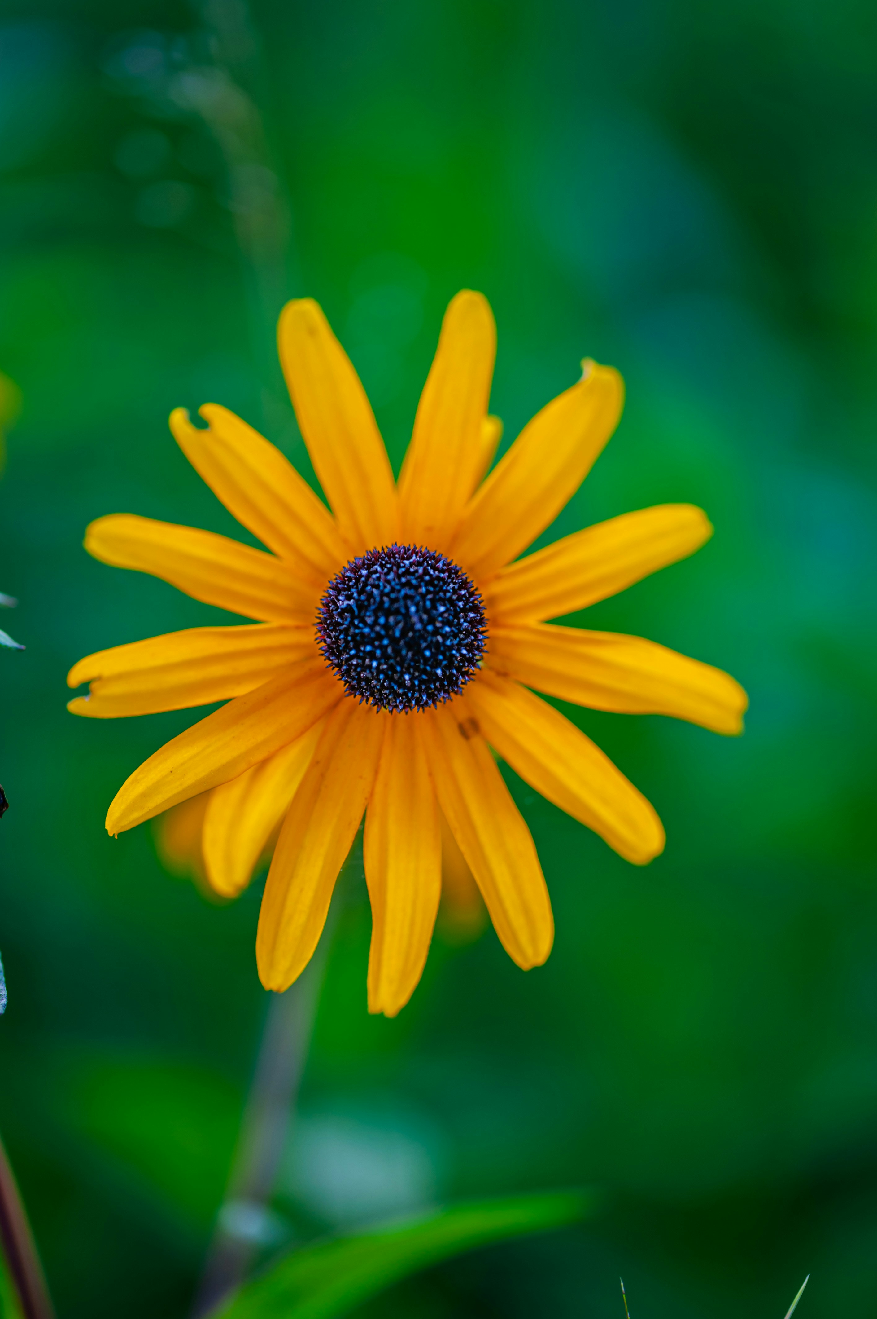 Gold Center: A Golden Flower with Violet Heart