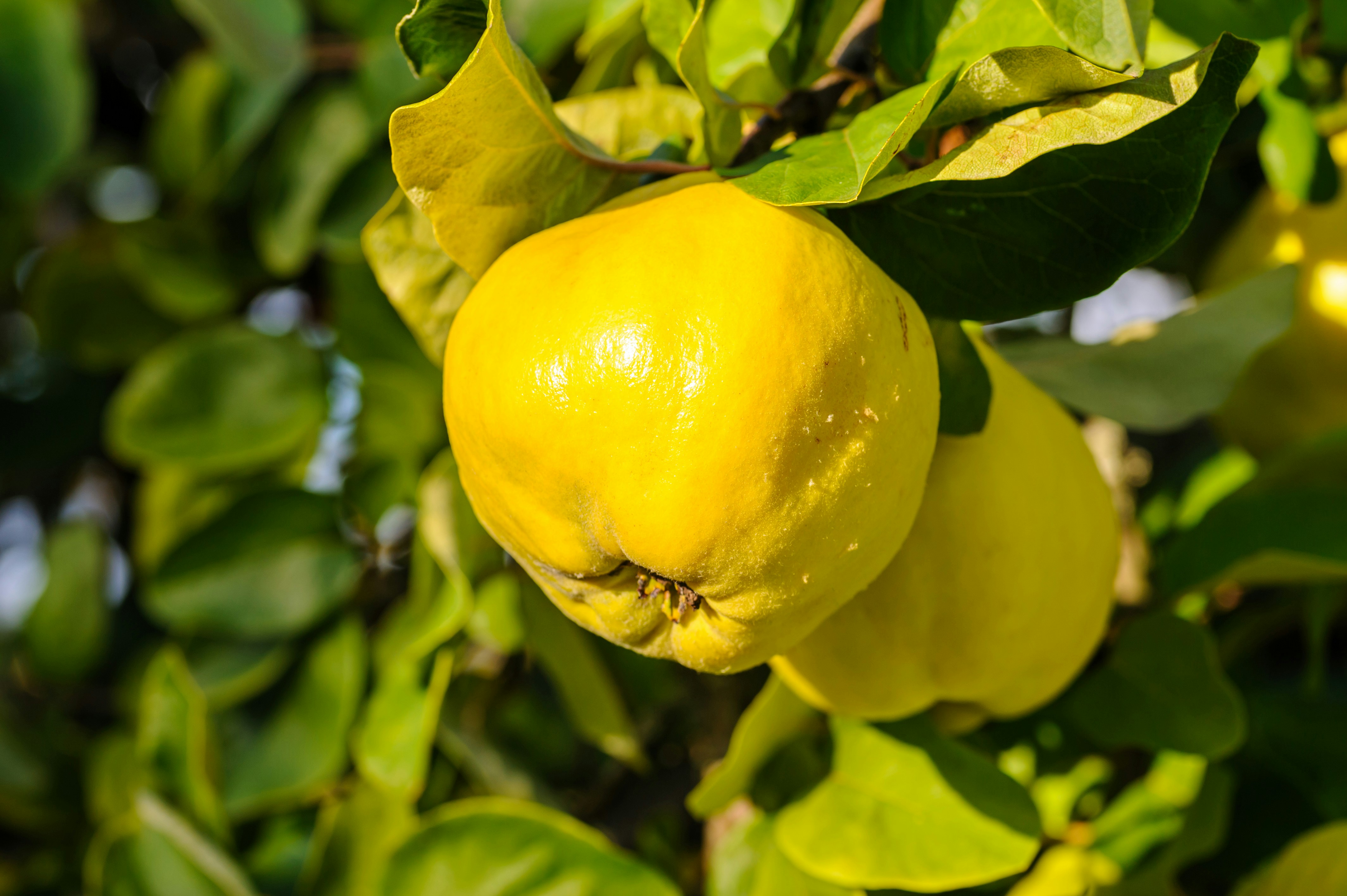 Sunlit Citrus: A Pair of Lemons Framing a Leafy Orchard