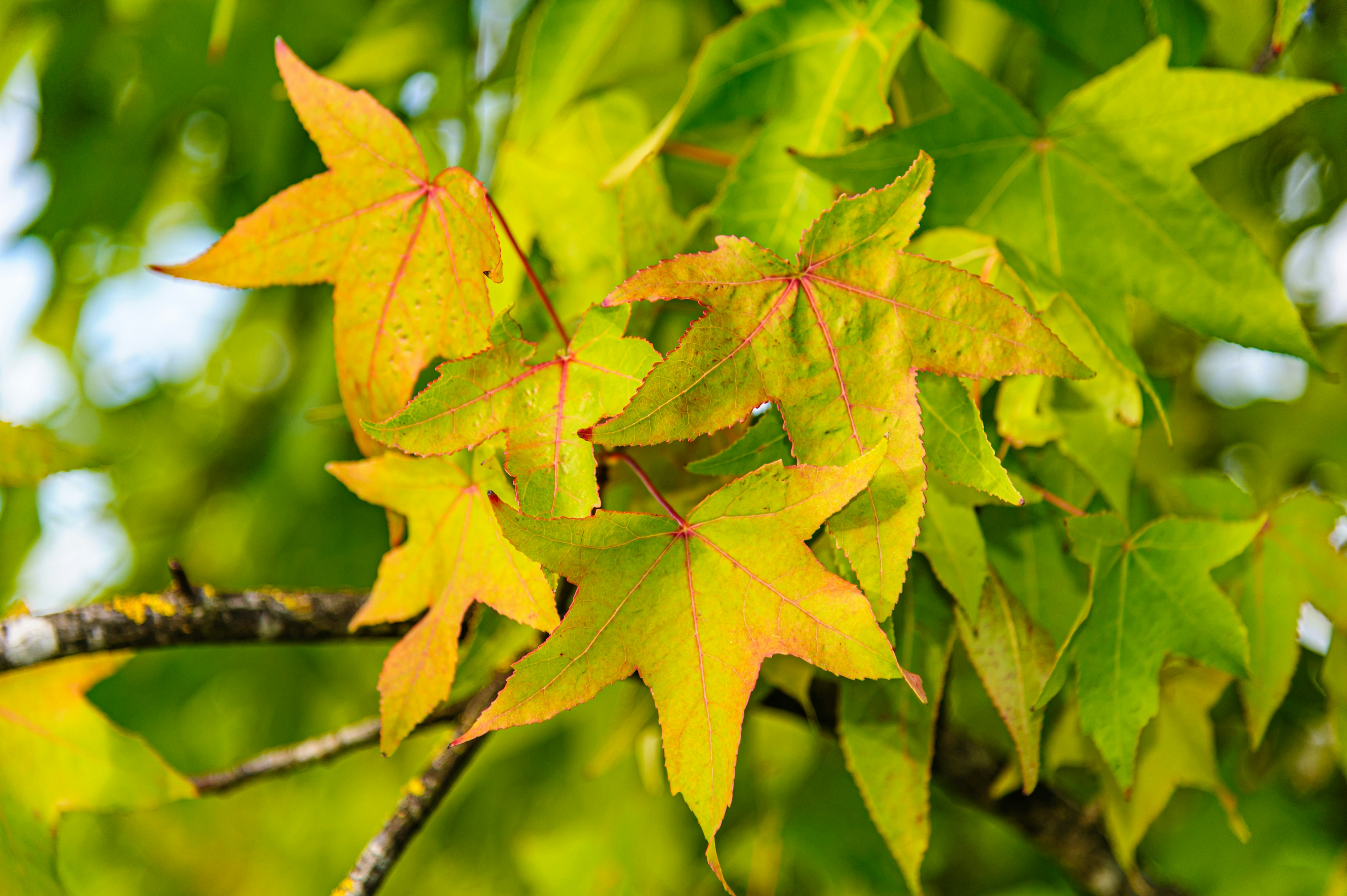 Close-up of vibrant maple leaves transitioning from green to yellow and orange against a blurred background.