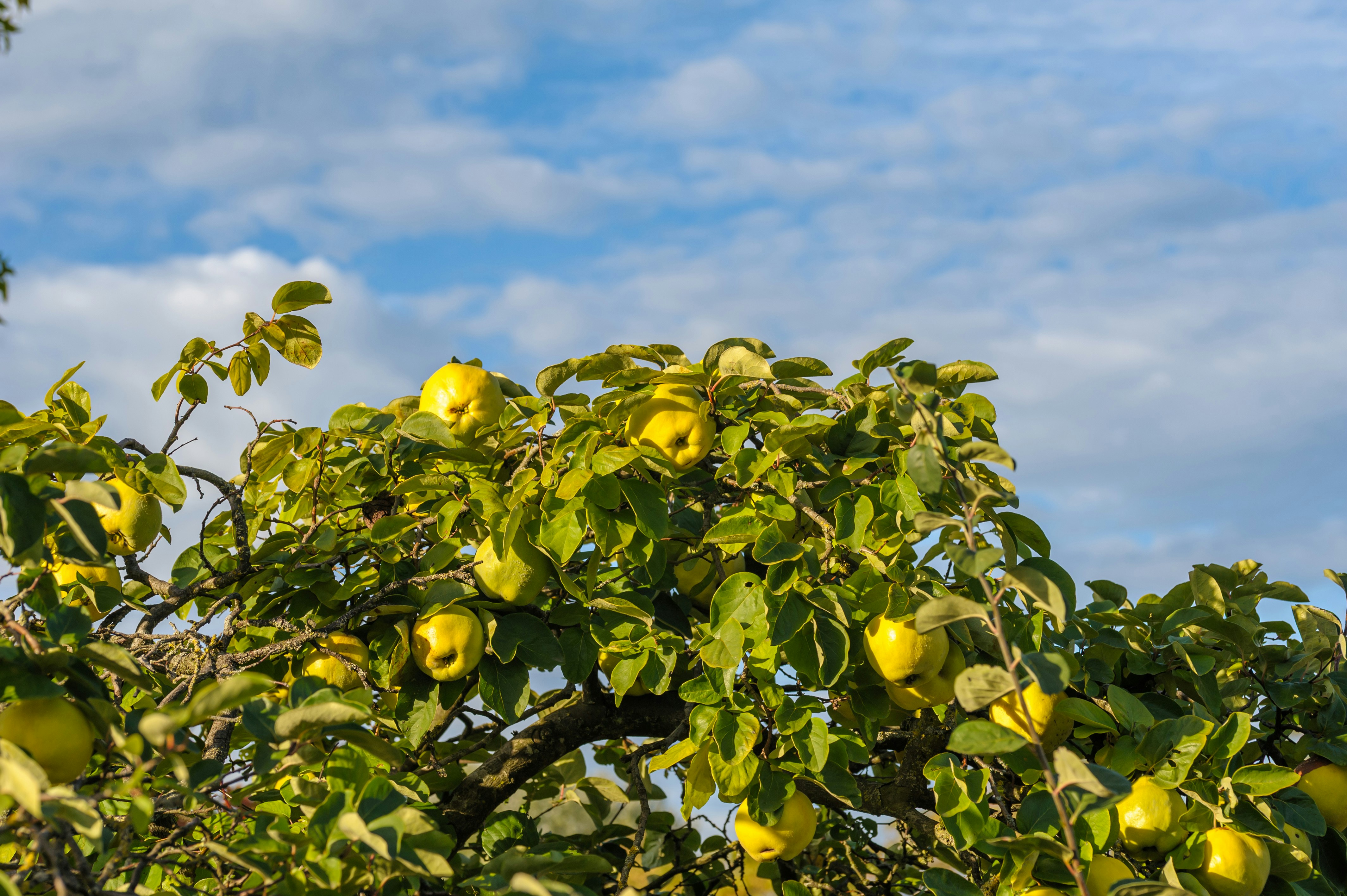Golden Orbs in a Sunlit Citrus Canopy