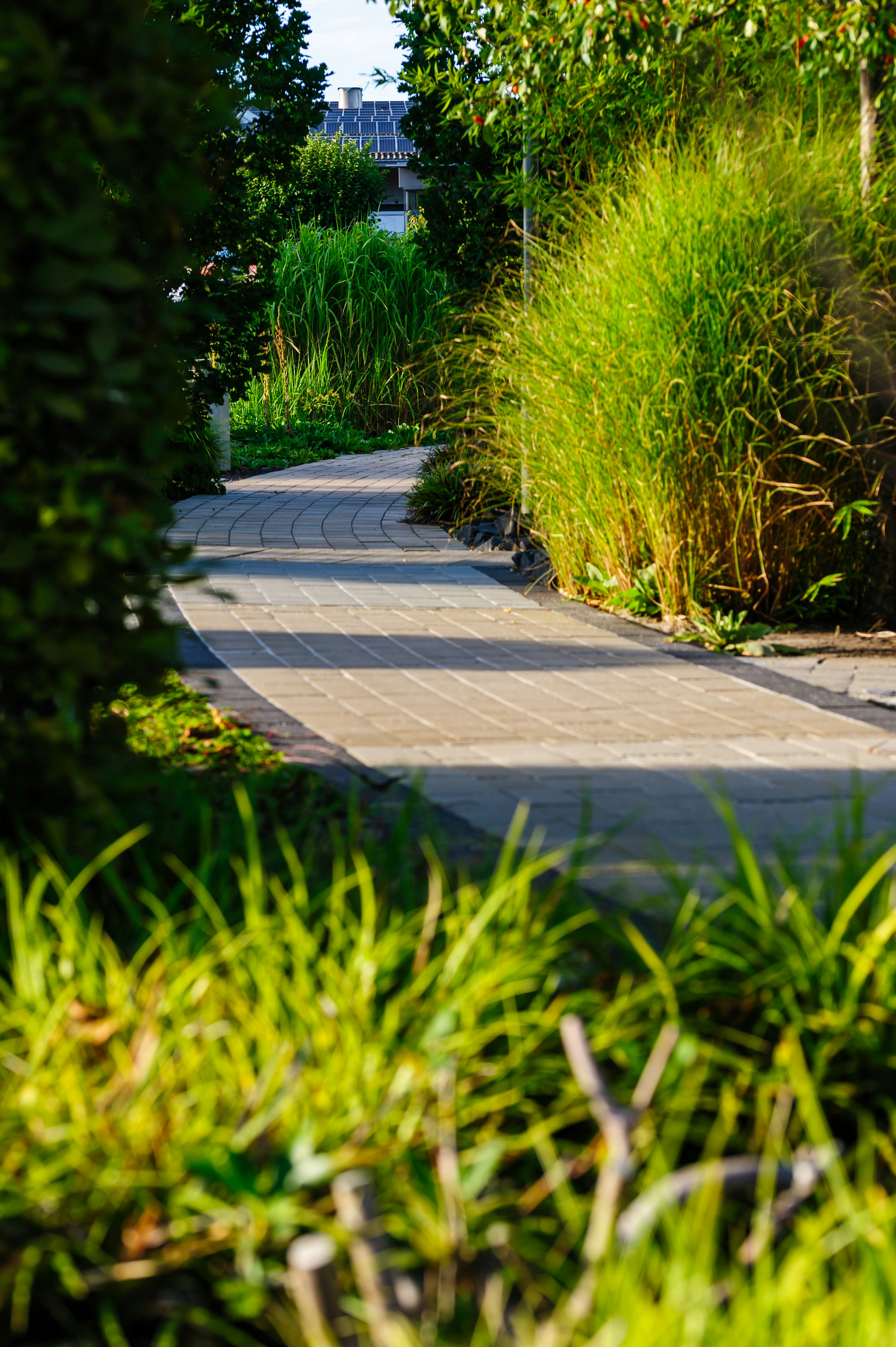 Path Through Quiet Green Corridor