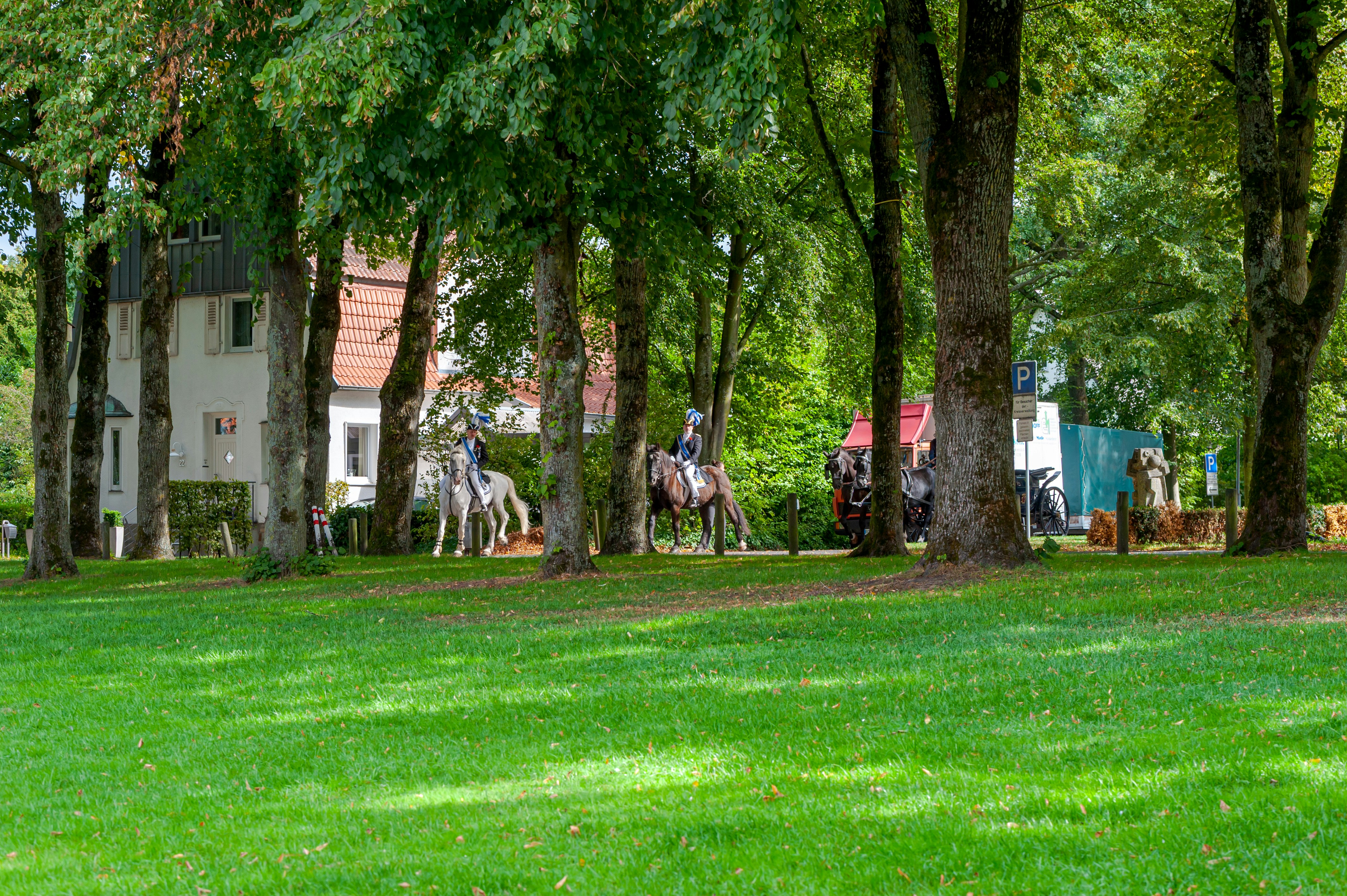 Quiet Parade: Horses and Trees Framing a Park Moment