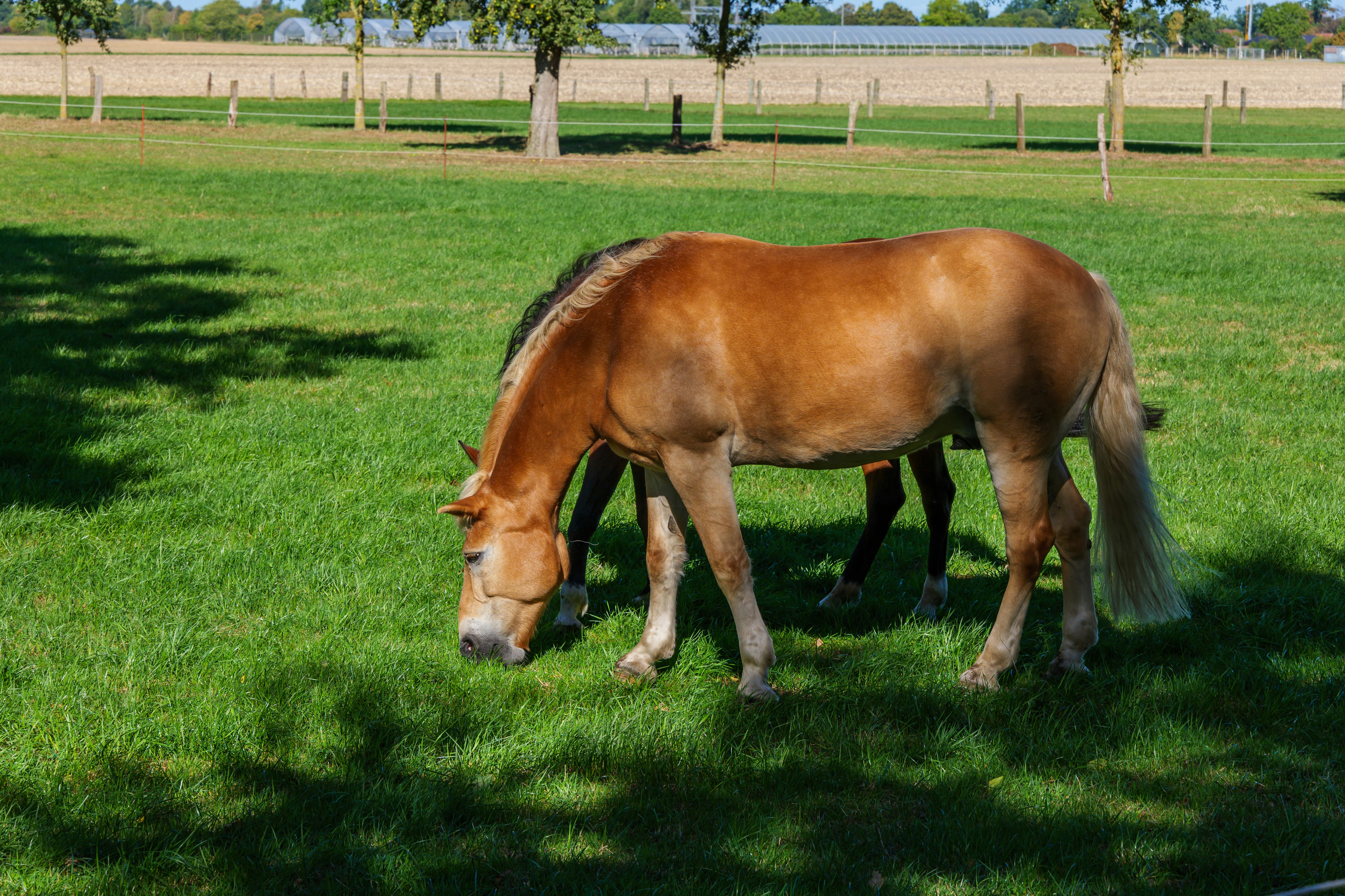 Pasture Patient: A Brown Pony Grazes Under Dappled Sunlight