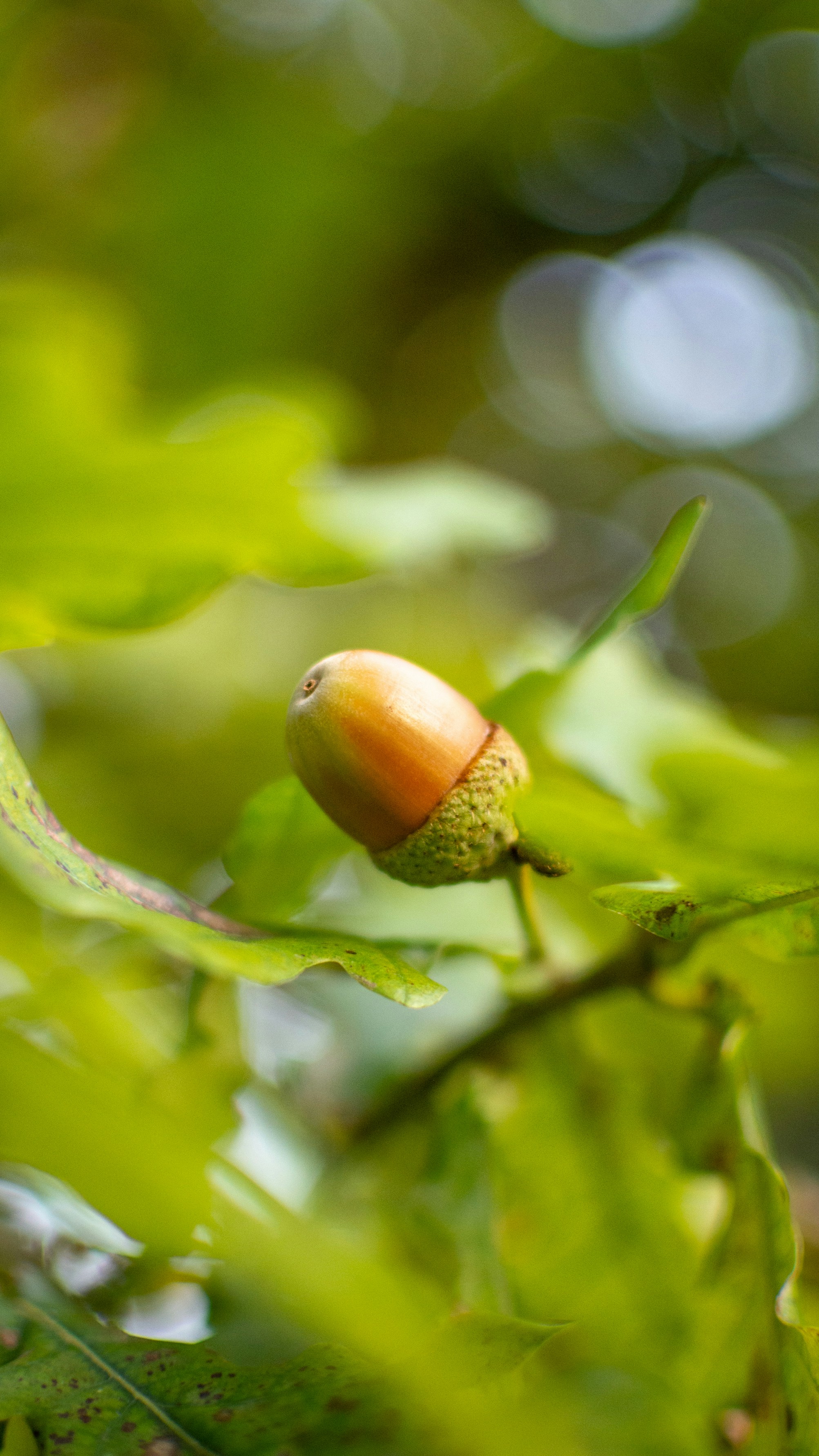 Acorn in Focus: Tiny World of Curious Green